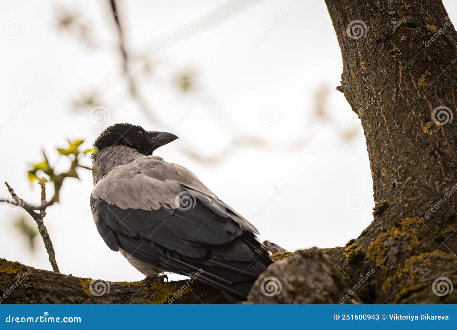 A Large Gray Crow is Sitting on the Branches of a Tree. Stock Image ...
