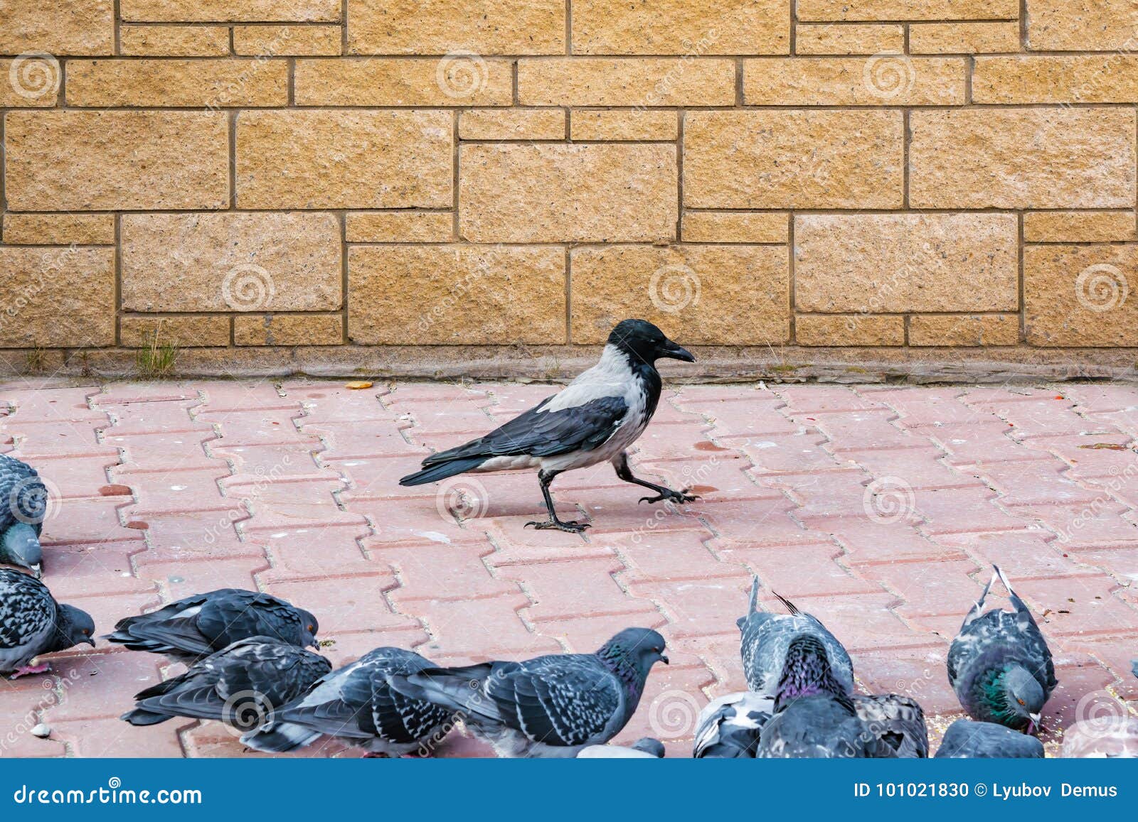 Crow Pecking A Nut. Wildlife Life In Urban Areas Royalty-Free Stock ...