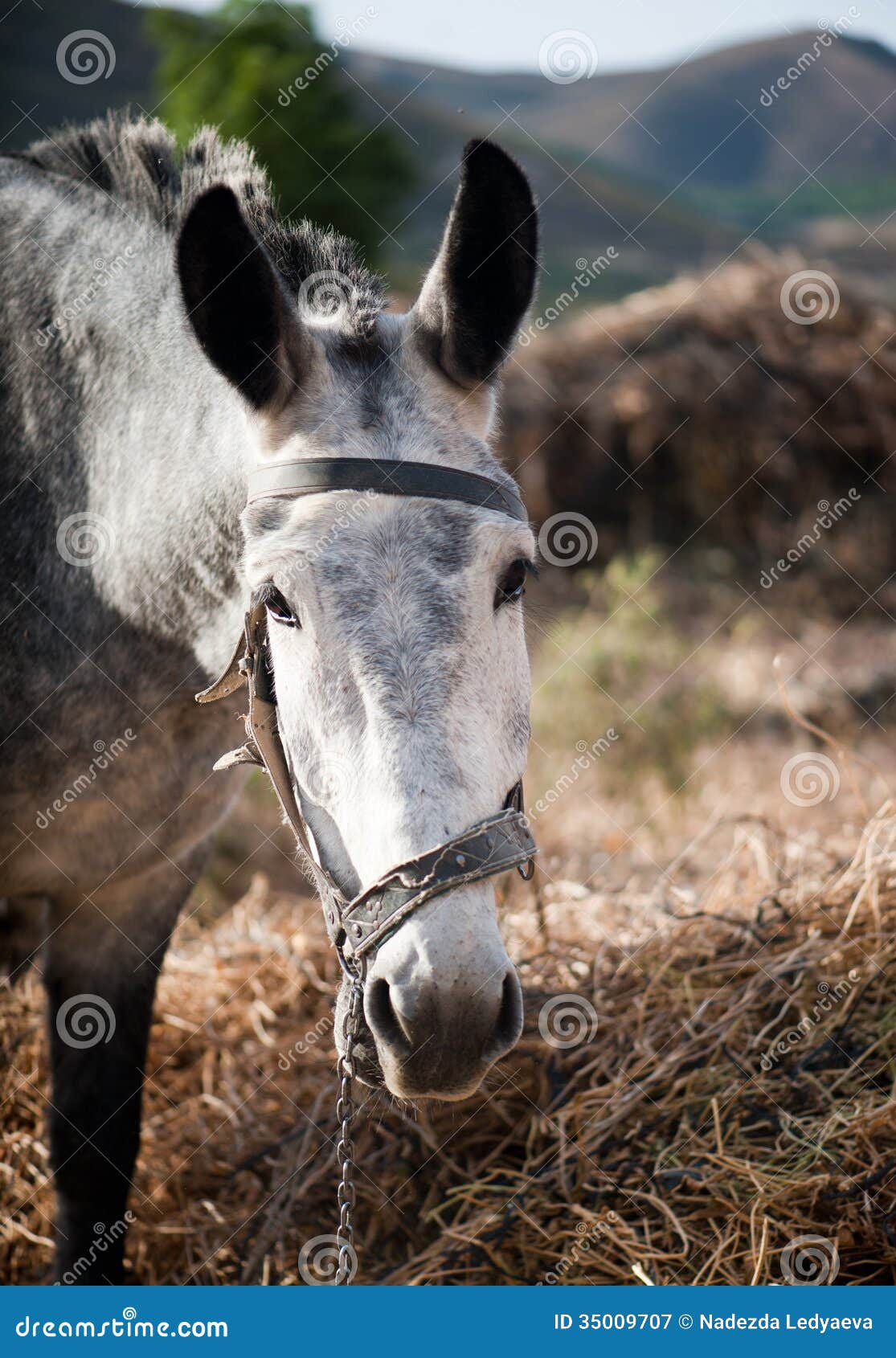 Large gray donkey stock image. Image of side, vertebrate - 35009707