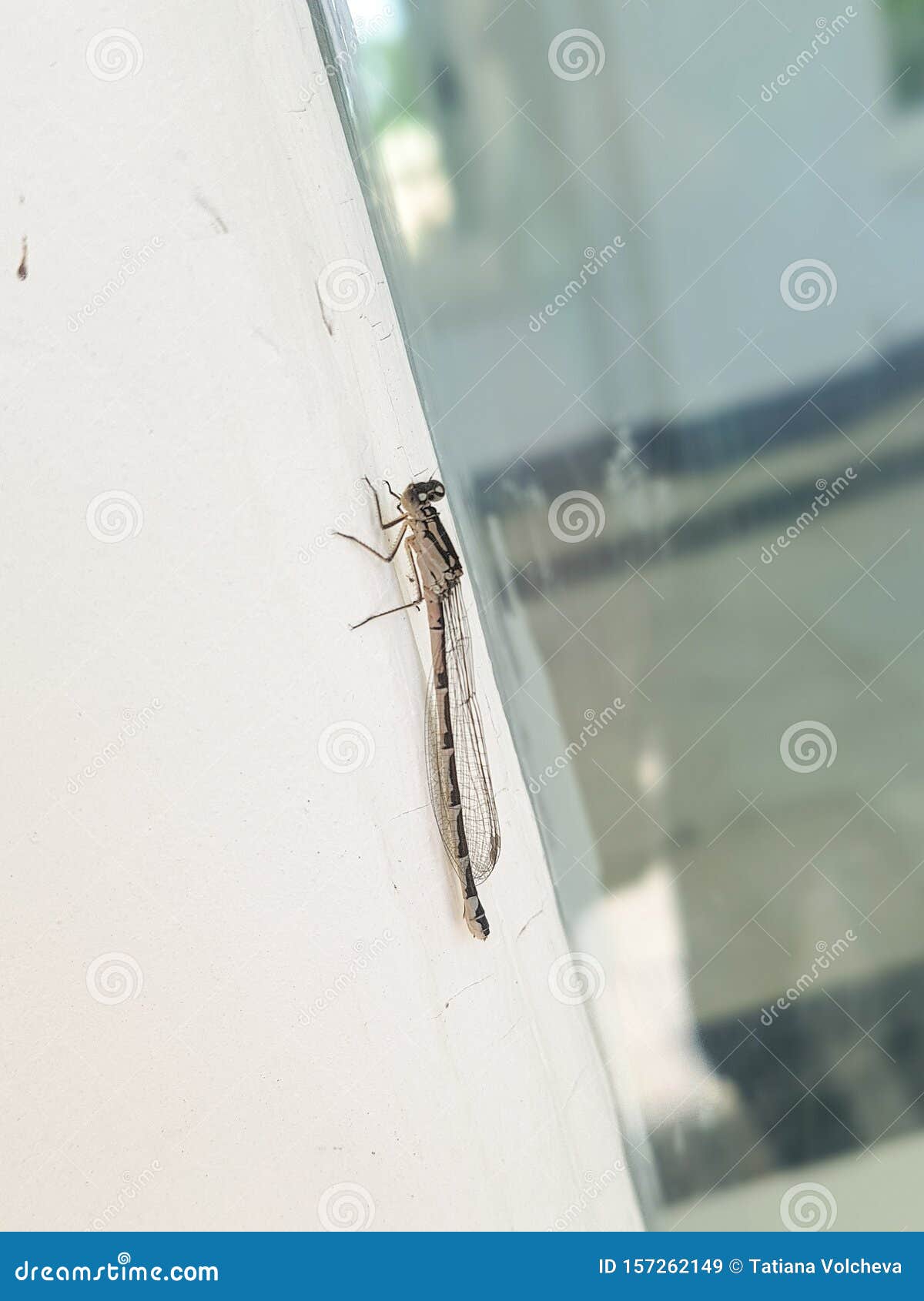 A Large Gray Dragonfly on the Window Frame. Stock Image - Image of ...