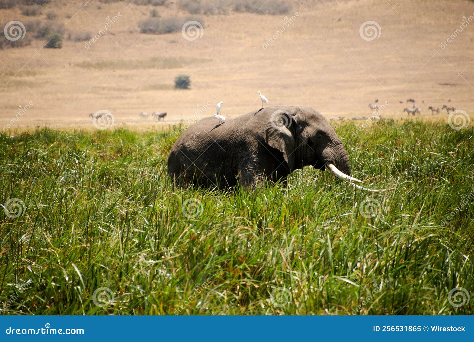 Large Gray Elephant Walking on a Green Field Stock Image - Image of ...