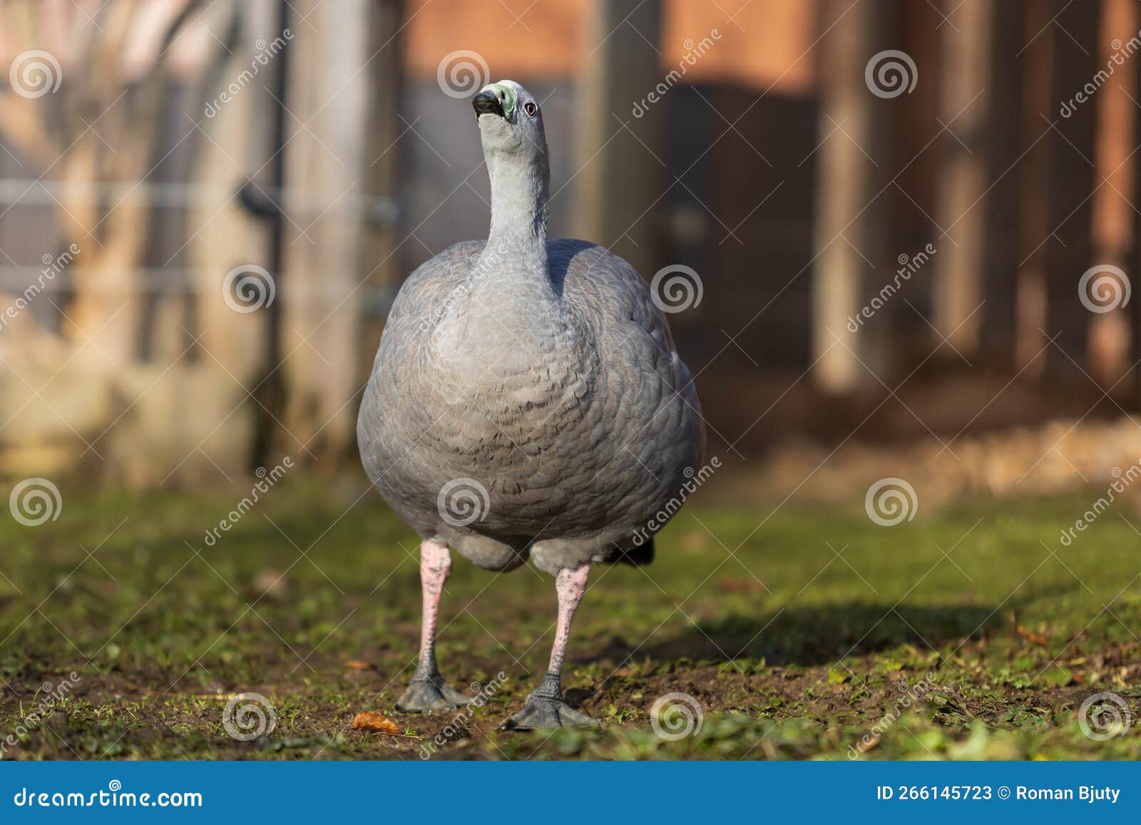 A Large Gray Goose on a Green Lawn Stock Image - Image of closeup ...