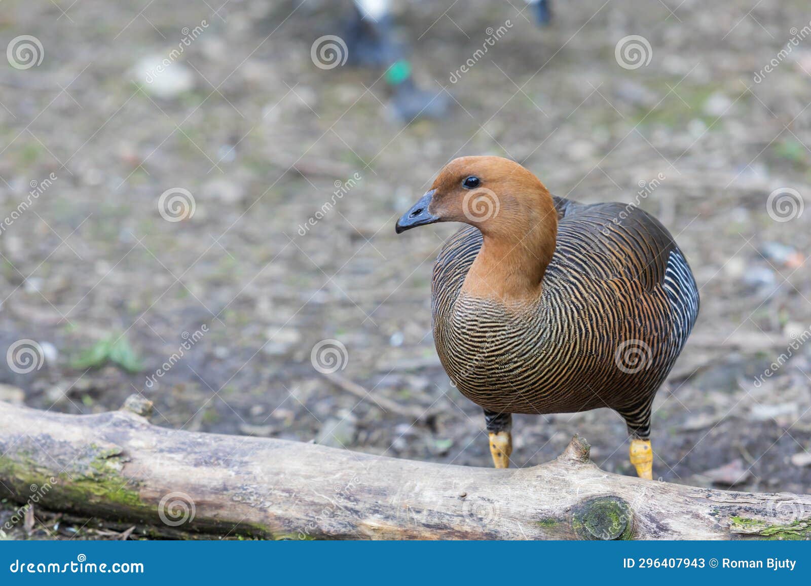 A Large Gray Goose on a Green Lawn Stock Image - Image of single, lake ...