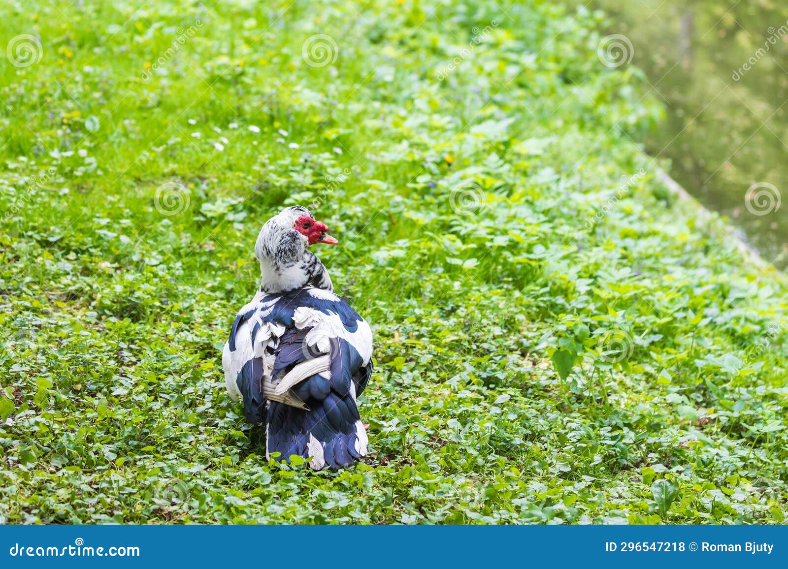 A Large Gray Goose on a Green Lawn Stock Photo - Image of wild, nature ...