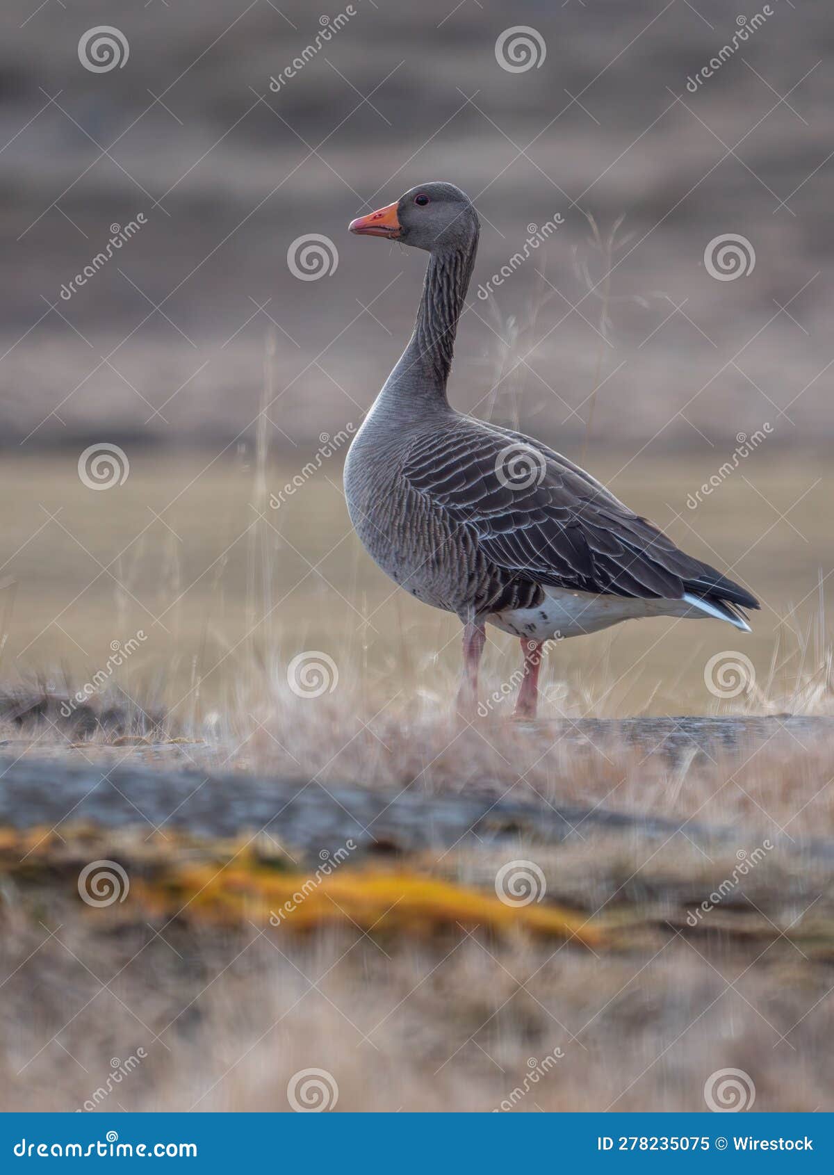 Large Gray Goose with Orange Beak Standing in the Grass Stock Image ...