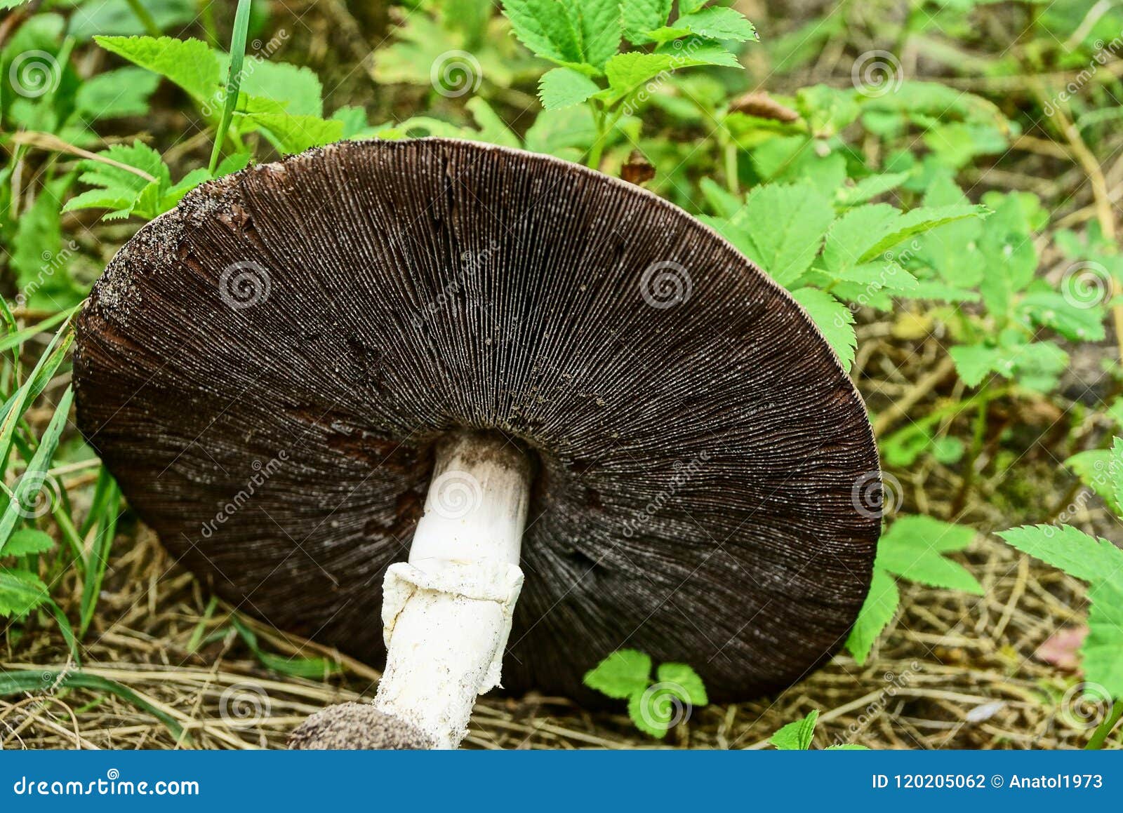 Large Gray Mushroom on Nature among Green Grass Stock Photo - Image of ...