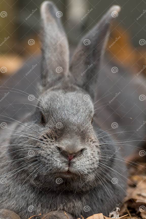 Large Gray Rabbit Head at Camera Stock Image - Image of rabbit, mammal ...