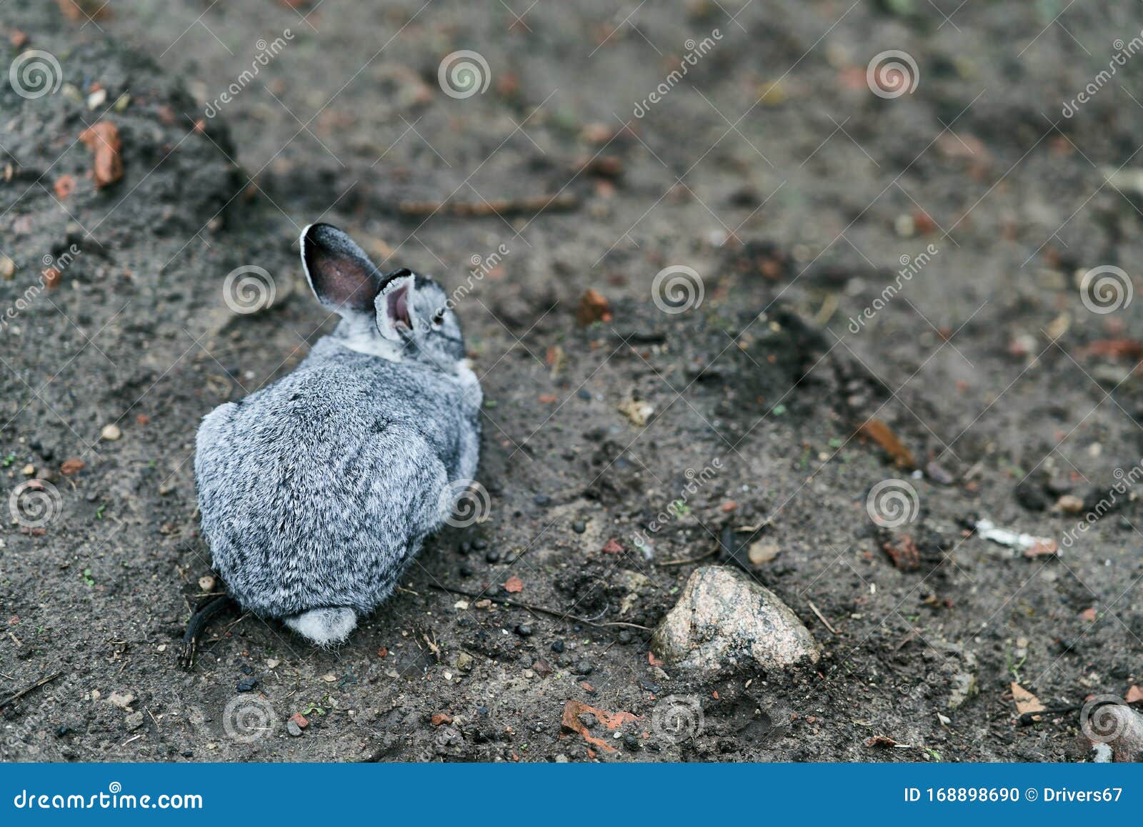 A Large Gray Rabbit is Sitting on the Ground. Stock Photo - Image of ...
