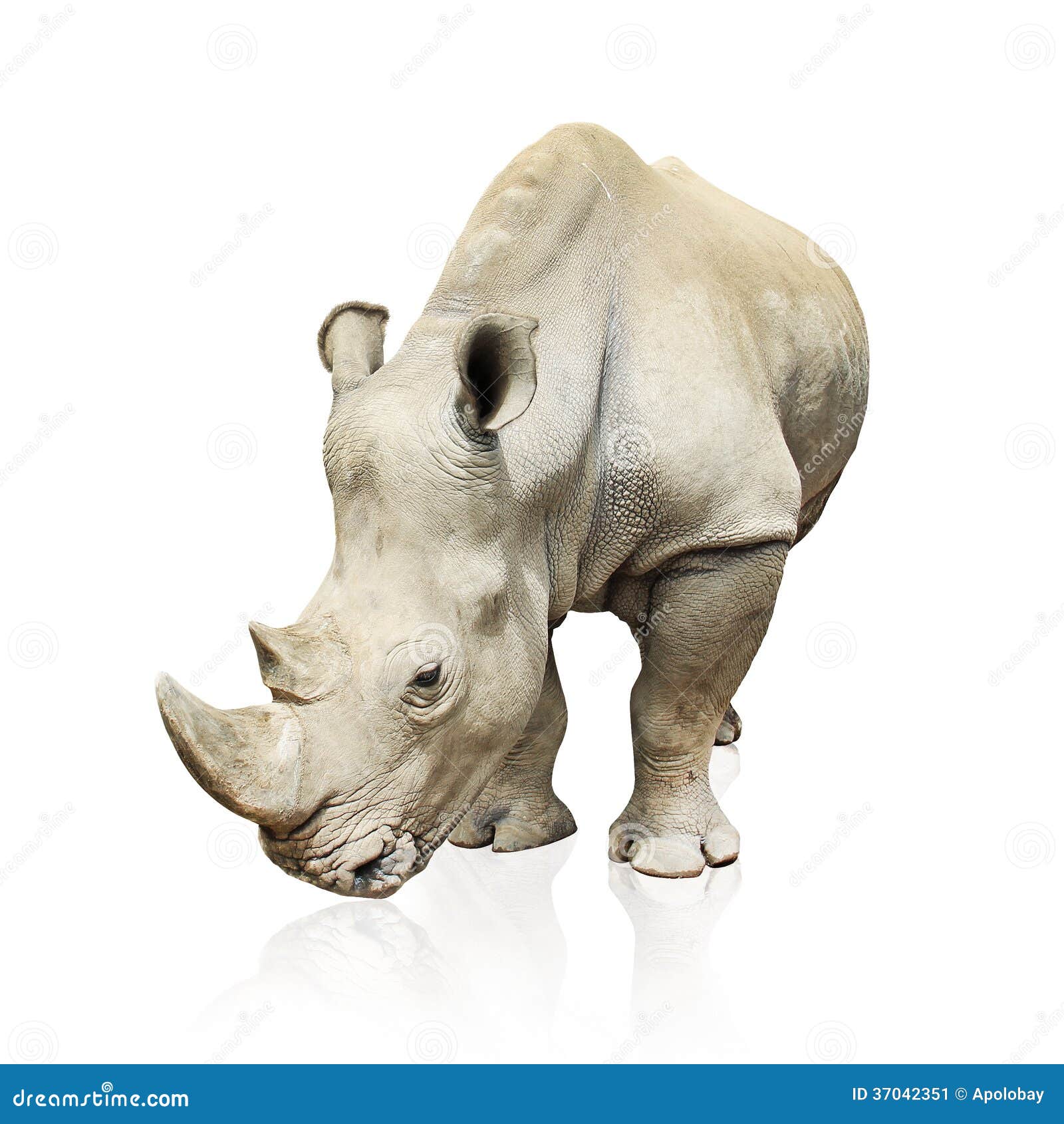 Large Gray Rhinoceros Isolated on White Background Stock Image - Image ...
