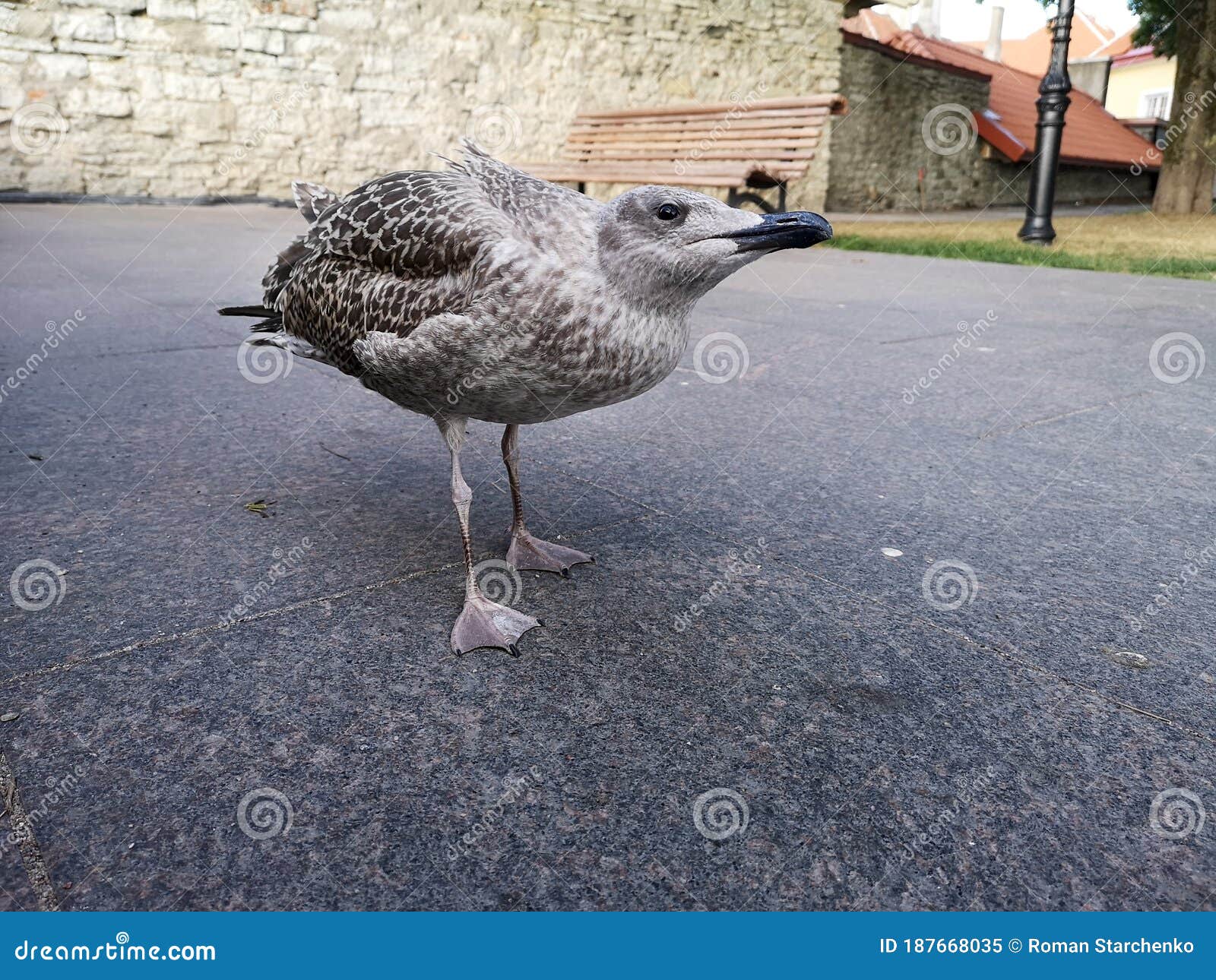 Large Gray Sea Bird on the Ground, Close-up Stock Image - Image of ...
