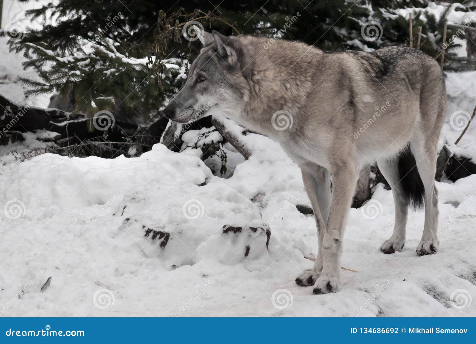 Gray wolf in the snow stock photo. Image of outdoors - 134686692