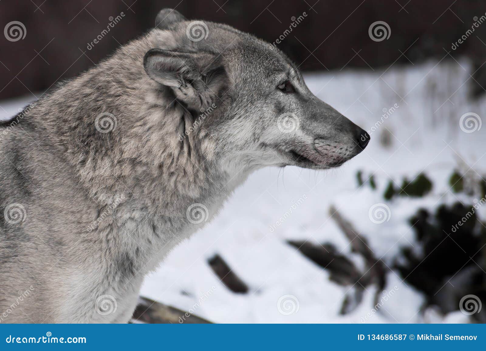 Gray wolf in the snow stock image. Image of outside - 134686587