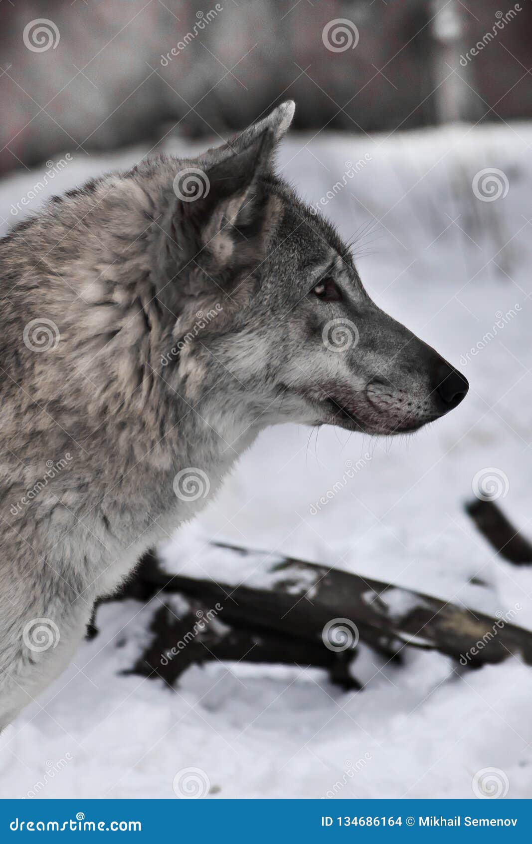Gray wolf in the snow stock photo. Image of timber, lupus - 134686164