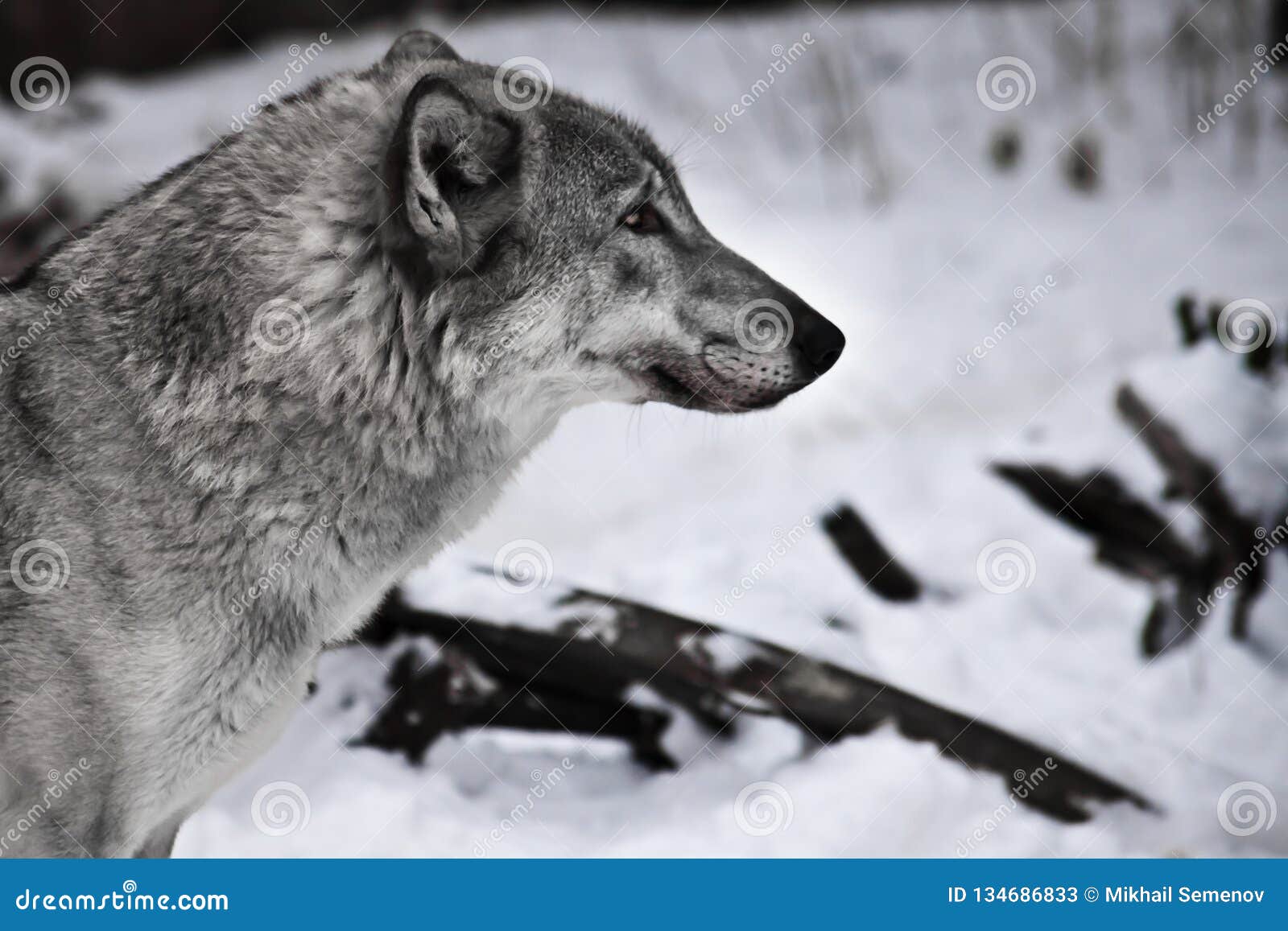 Gray wolf in the snow stock image. Image of werewolf - 134686833