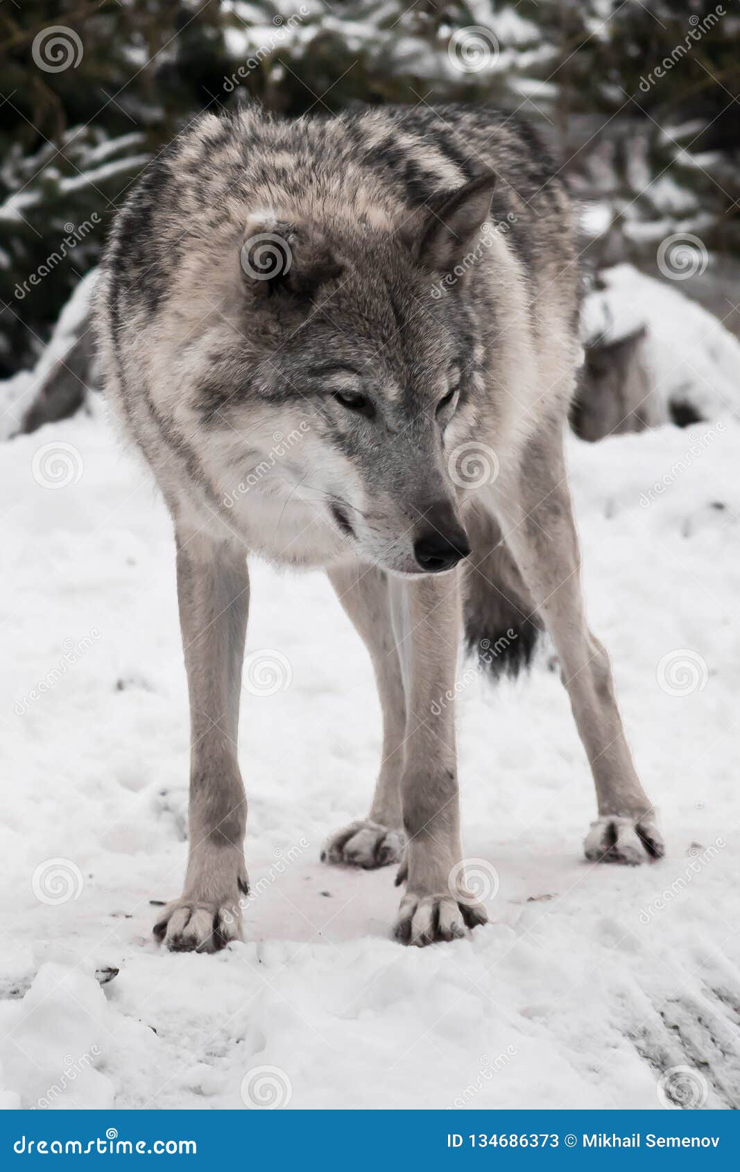 Gray wolf in the snow stock image. Image of animal, nature - 134686373