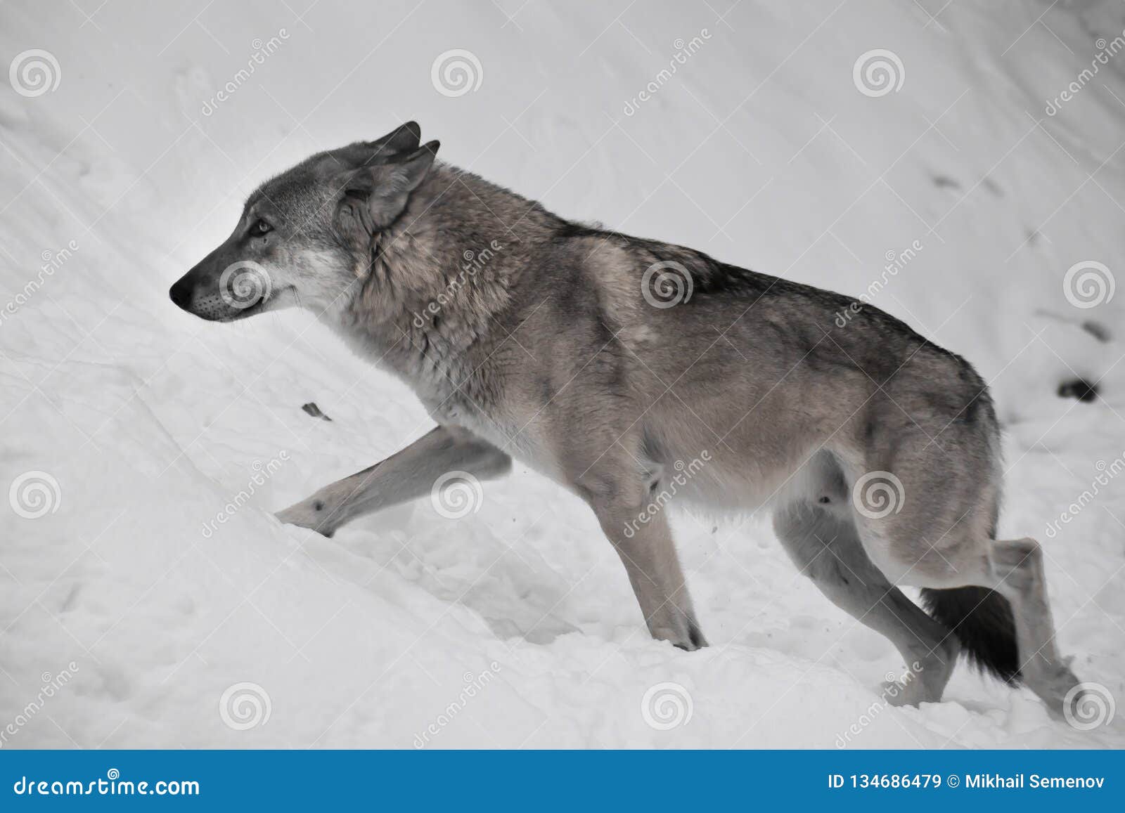 Gray wolf in the snow stock image. Image of gray, wildlife - 134686479