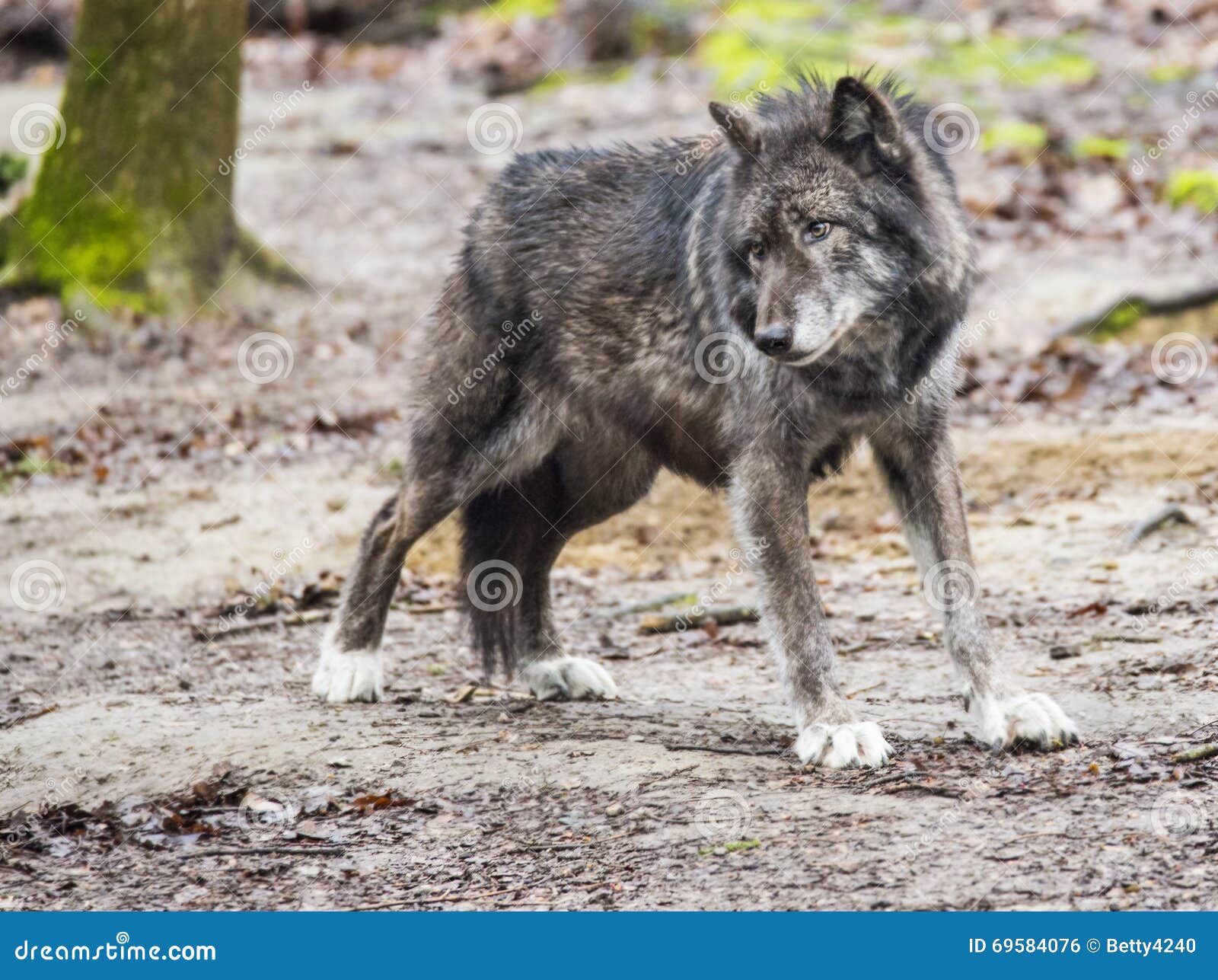 Large Gray Wolf Stretches His Back Legs. Stock Photo - Image of hungry ...