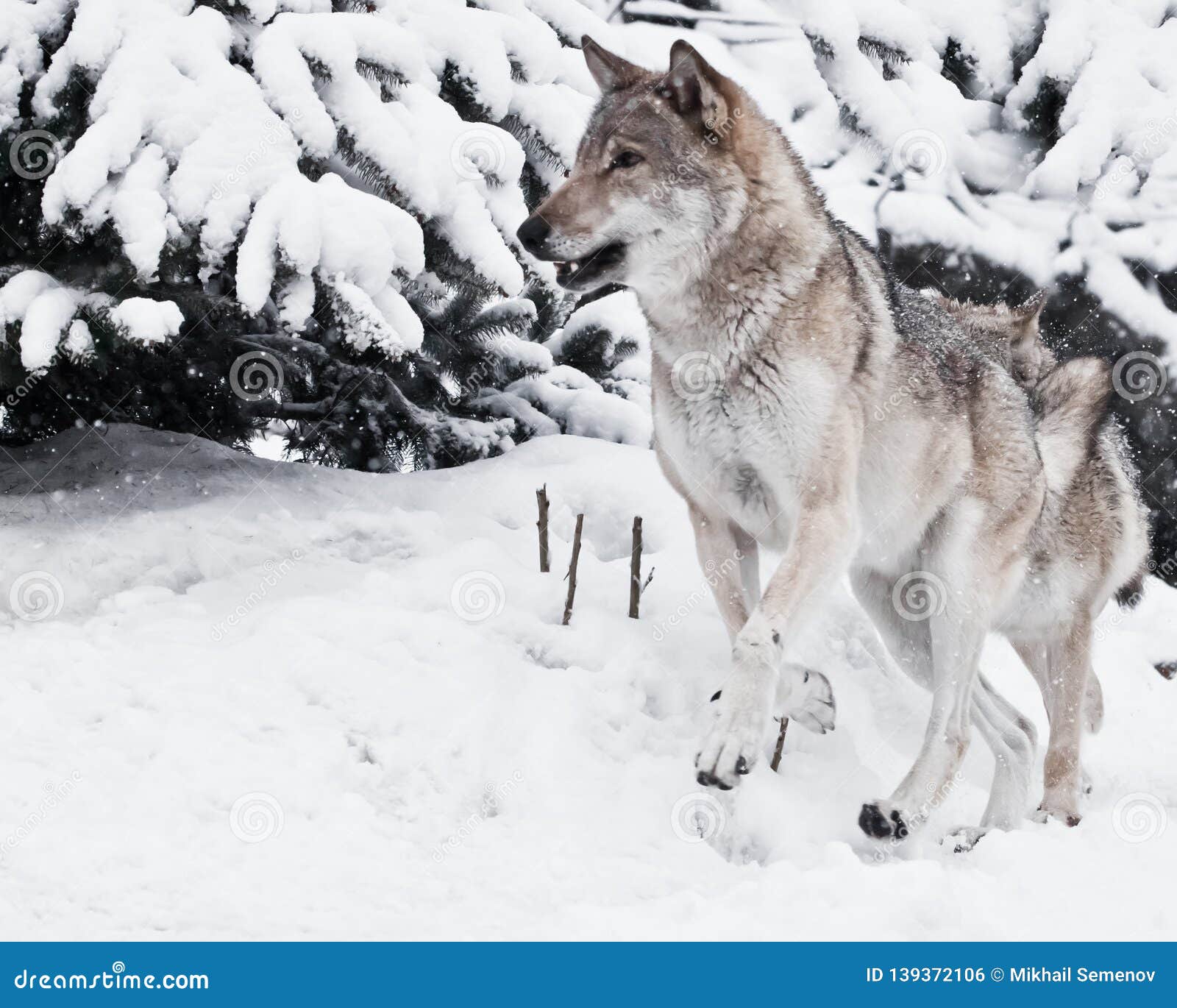 A Large Gray Wolf with a Vigorous Face Quickly Rushes through the ...