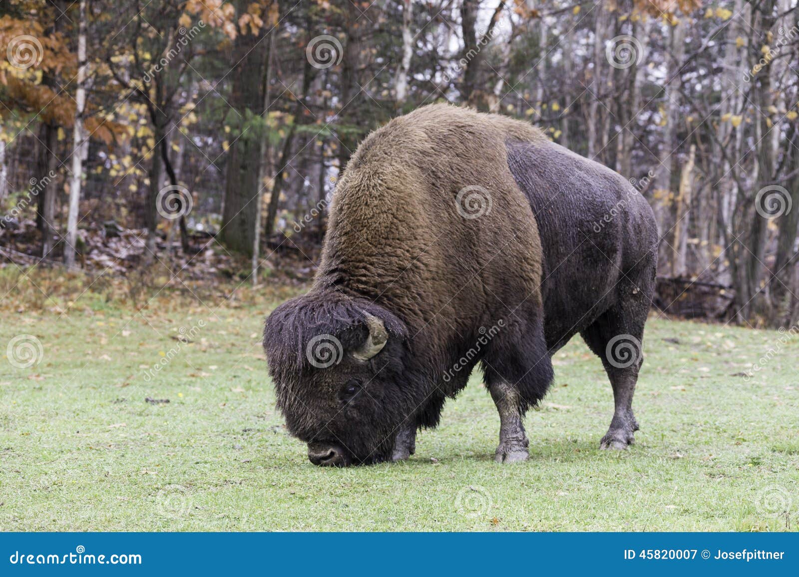 Large Grazing American Field Buffalo Stock Image - Image of endangered ...