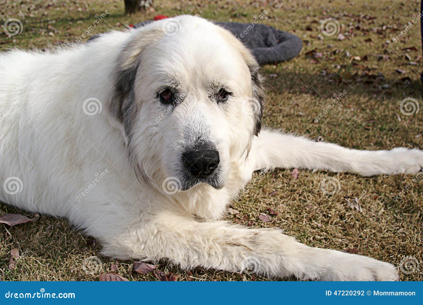 Large Great Pyrenees Laying on Lawn Stock Photo - Image of purebred ...