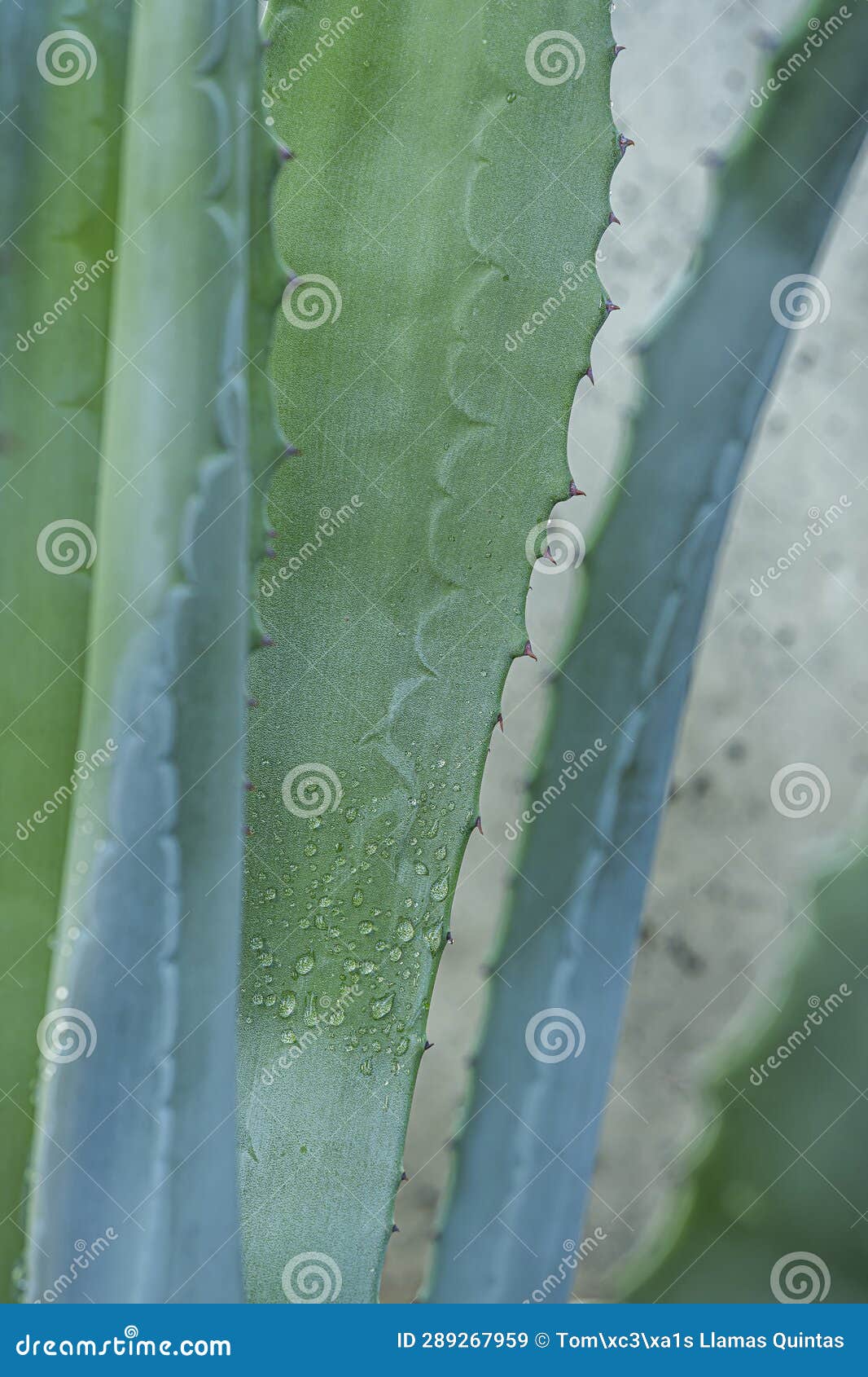 Large Green Aloe Branches with Spikes Stock Image - Image of cure ...