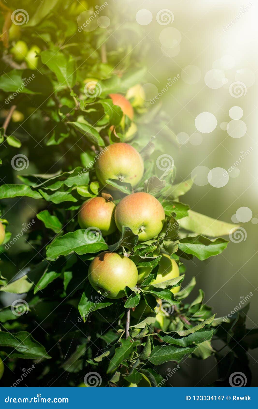 Large Green Apple on an Apple Tree Stock Image - Image of autumn ...