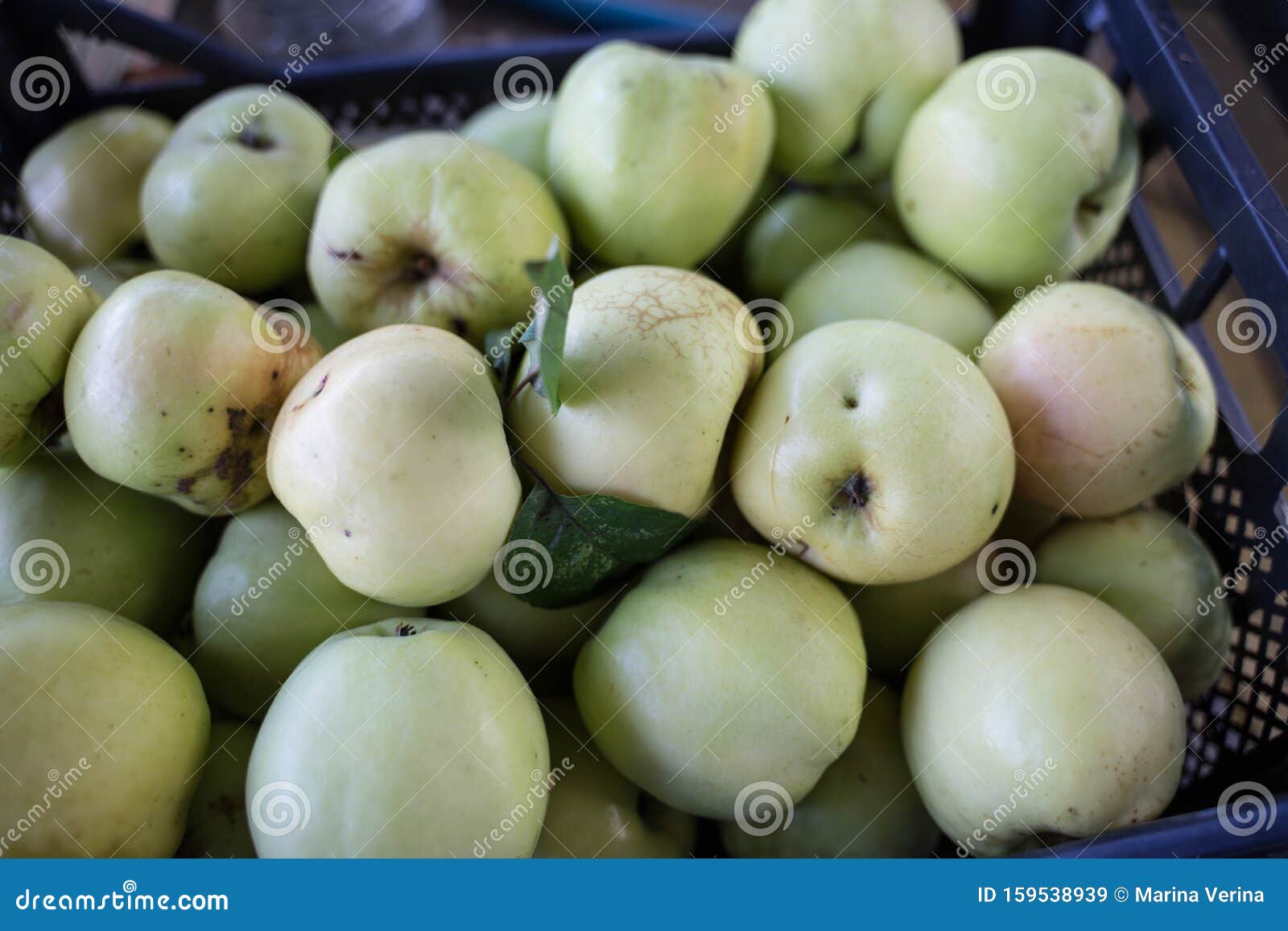 Large Green Apples with a Green Light Stock Image - Image of natural ...