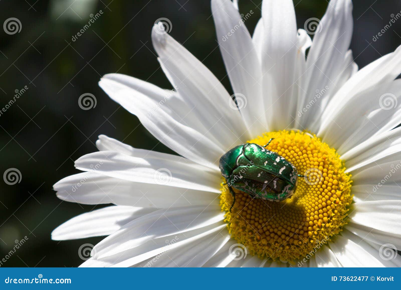 Large Green Beetle on a Daisy Stock Image - Image of insects, daisy ...