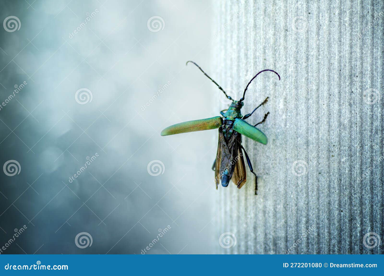 Green Beetle Spread Its Wings Stock Photo - Image of spread, arthropod ...
