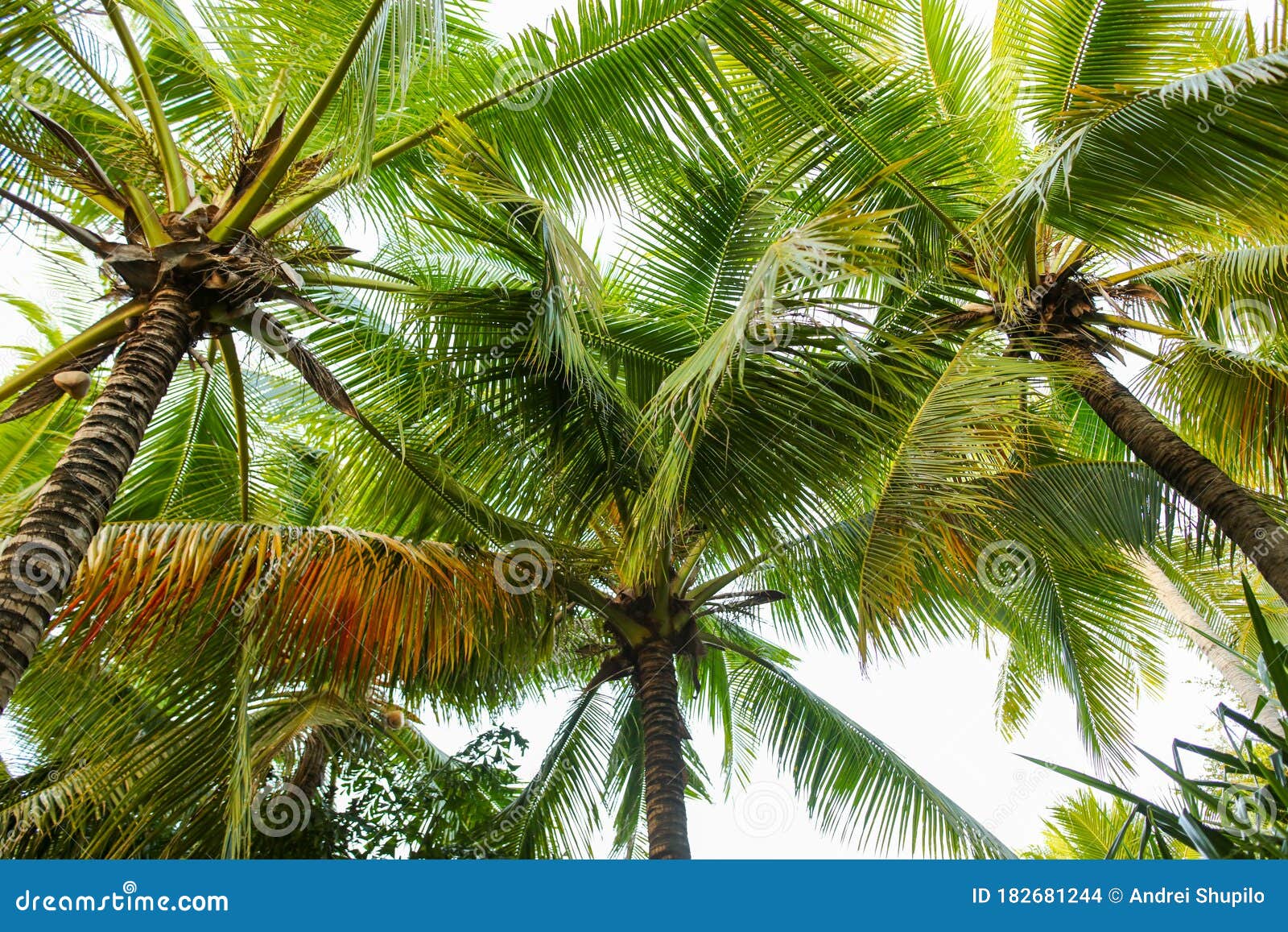 Large Green Branches on Coconut Trees Stock Photo - Image of tropical ...