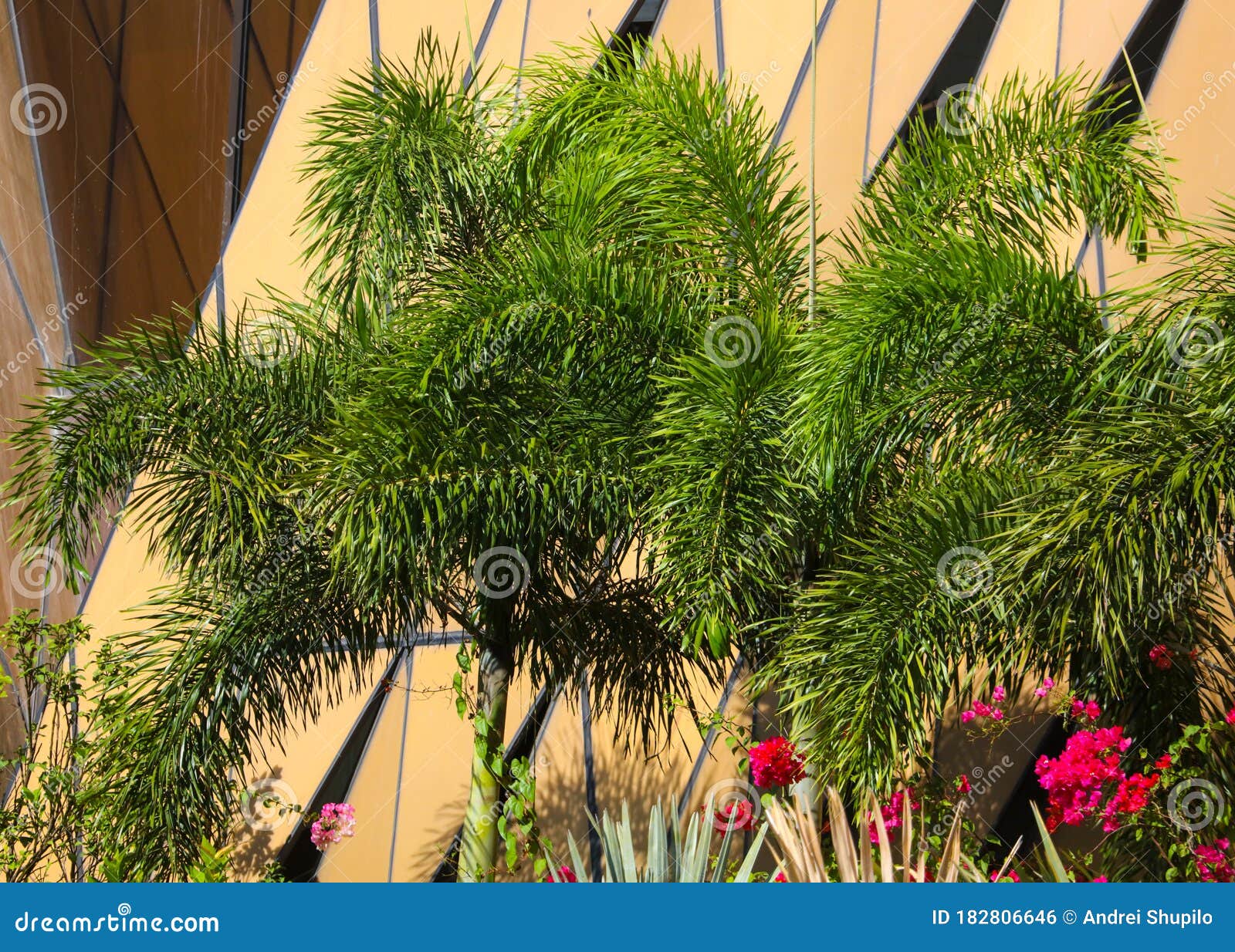 Large Green Branches on Coconut Trees Stock Photo - Image of blue, leaf ...