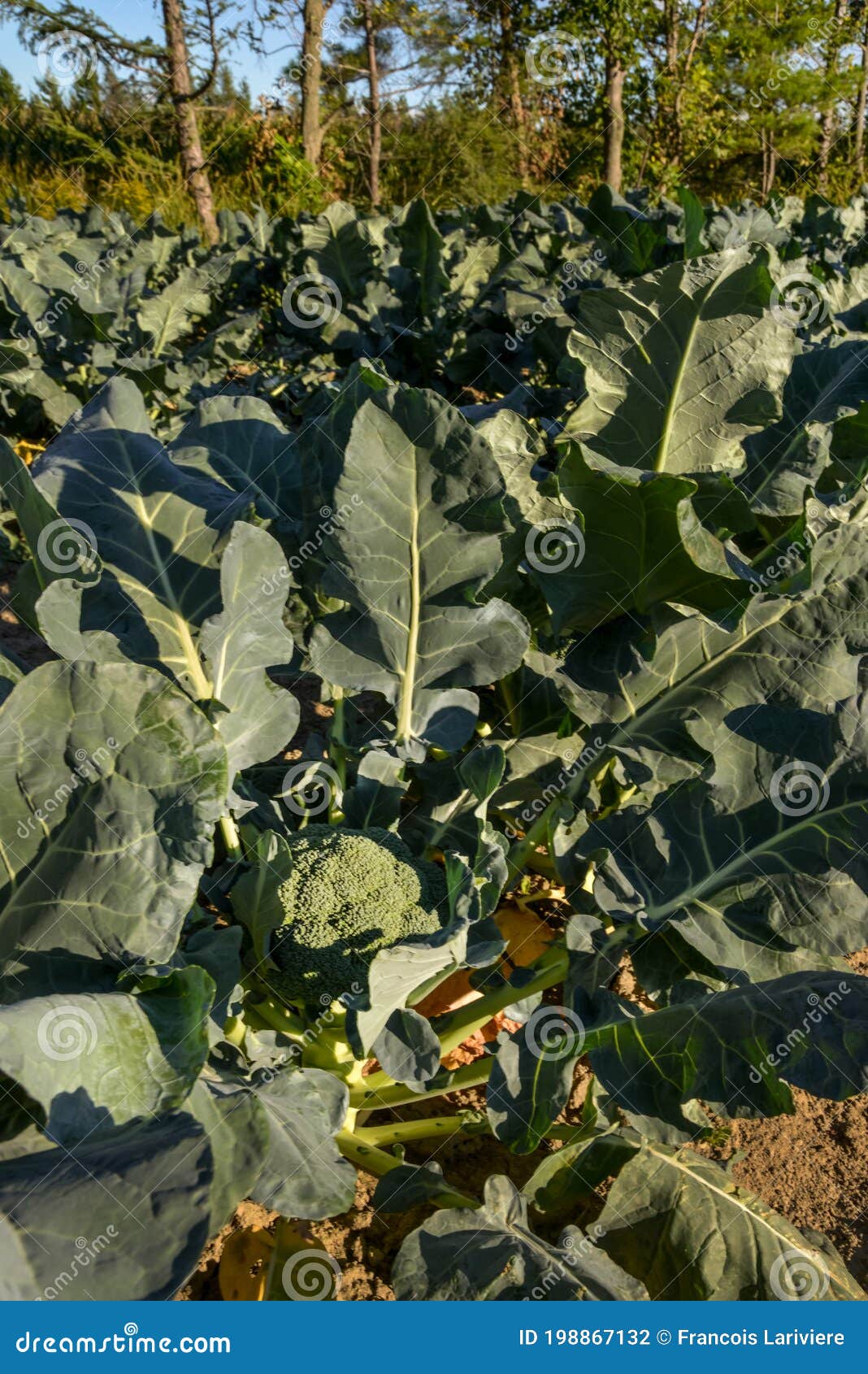Large Green Broccoli Ready To Be Picked in a Sunny Field in Quebec ...