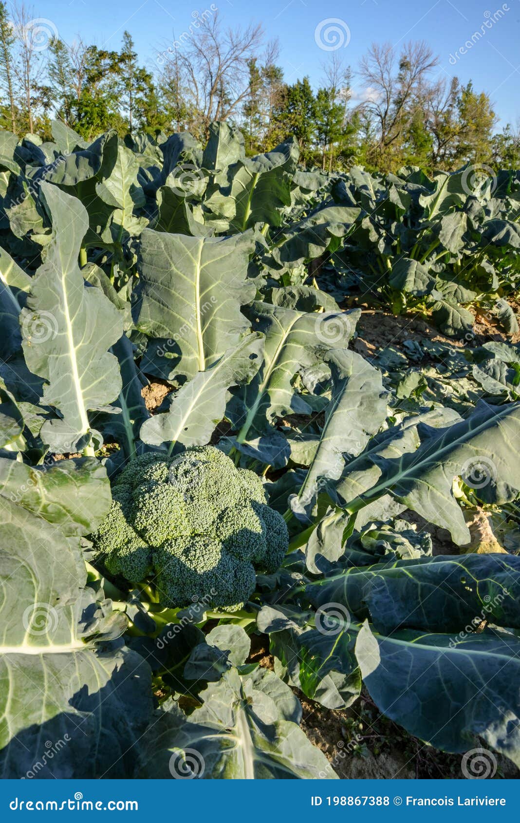 Large Green Broccoli Ready To Be Picked in a Sunny Field in Quebec ...