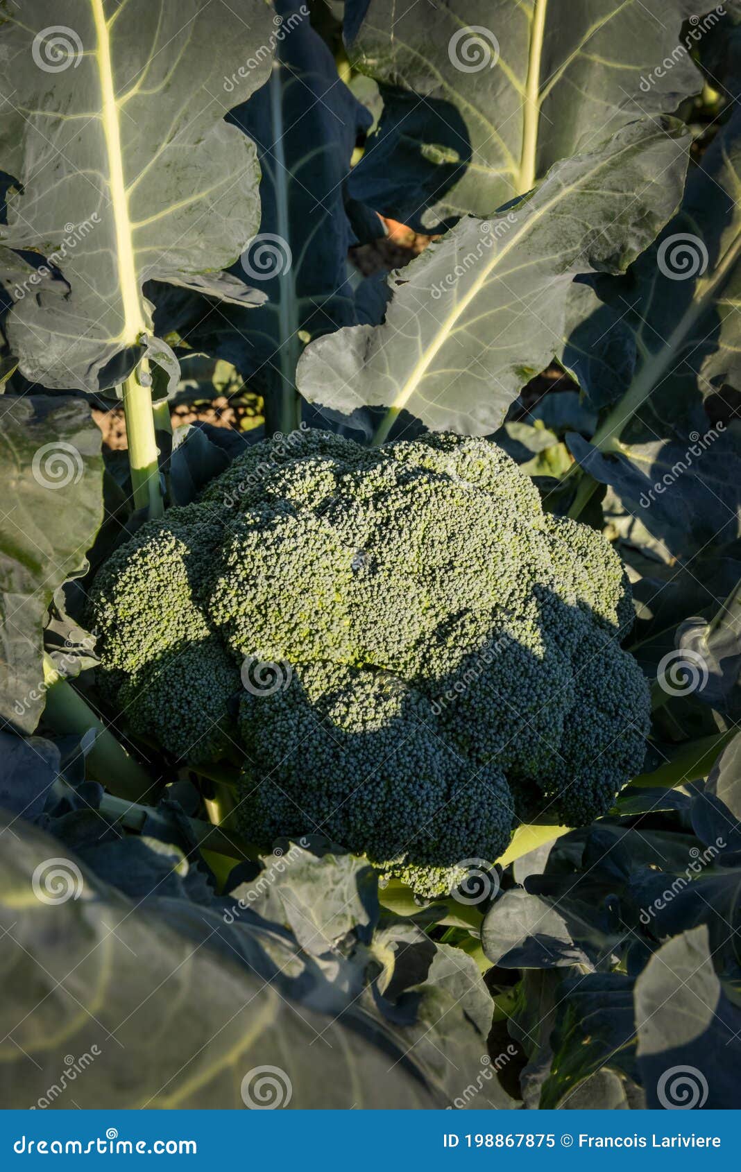 Large Green Broccoli Ready To Be Picked in a Sunny Field in Quebec ...