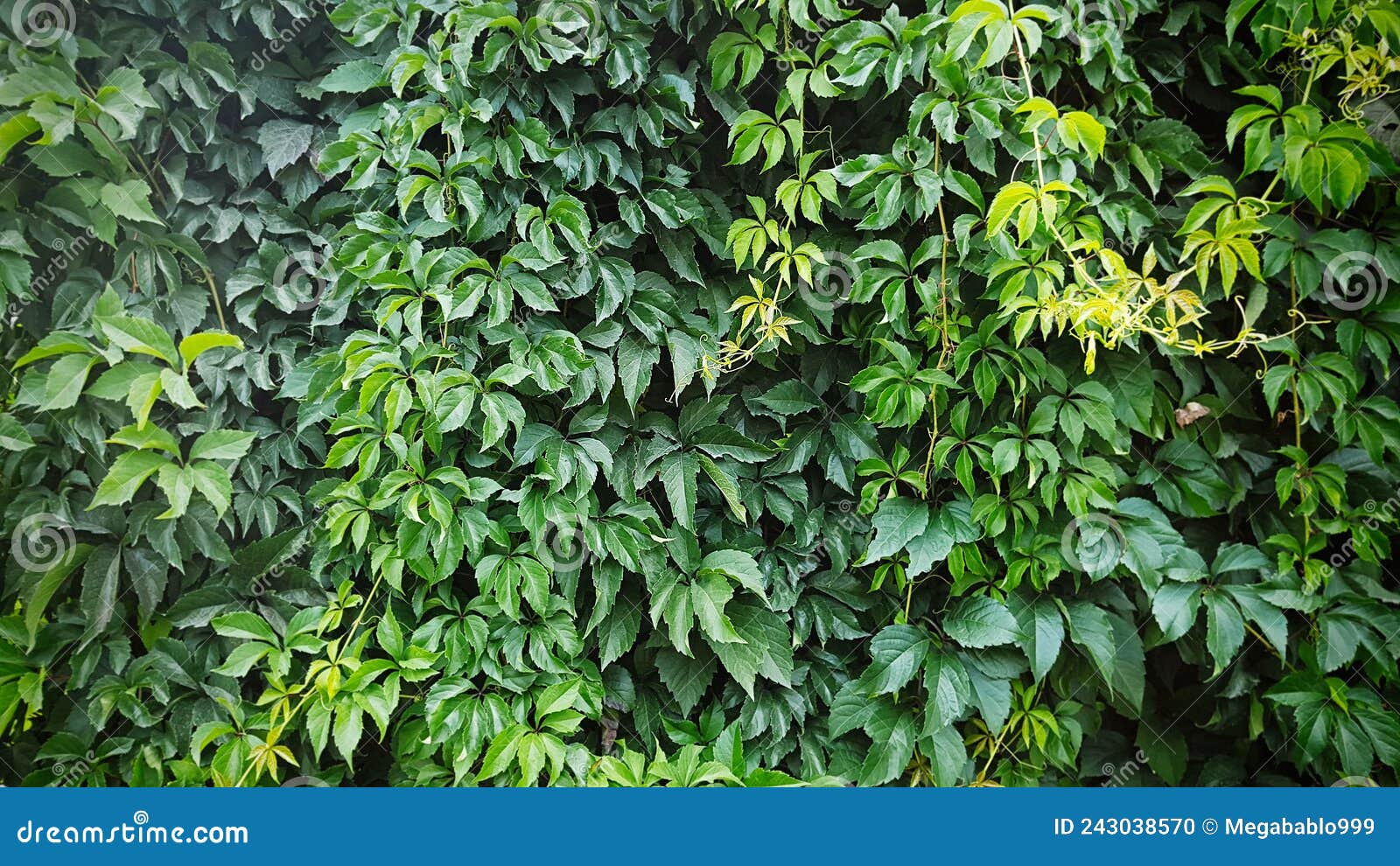 A Large Green Bush of Climbing Plant Background Stock Photo - Image of ...
