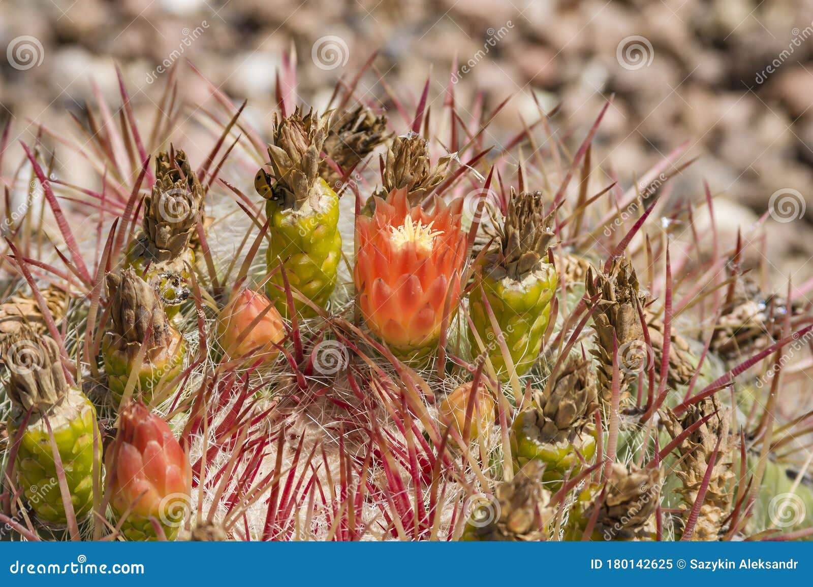 A Large Green Cactus with a Flower Growing in the Park. a Cactus with ...