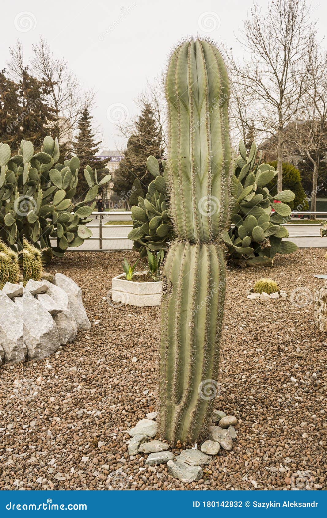 A Large Green Cactus with a Flower Growing in the Park. a Cactus with ...