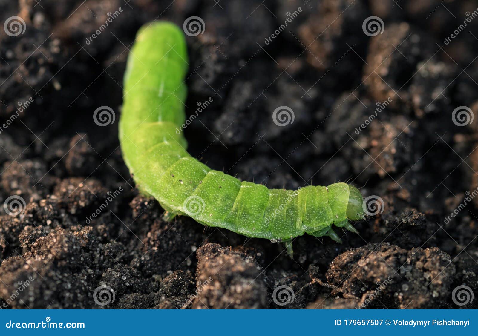 A Large Green Caterpillar Creeps on the Ground. Stock Image - Image of ...