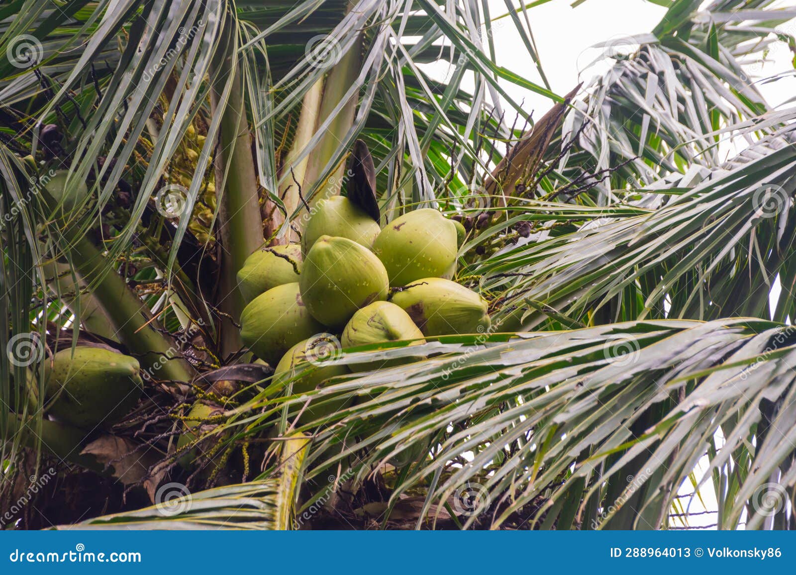 Large Green Coconuts on a Palm Tree Close-up Stock Image - Image of ...