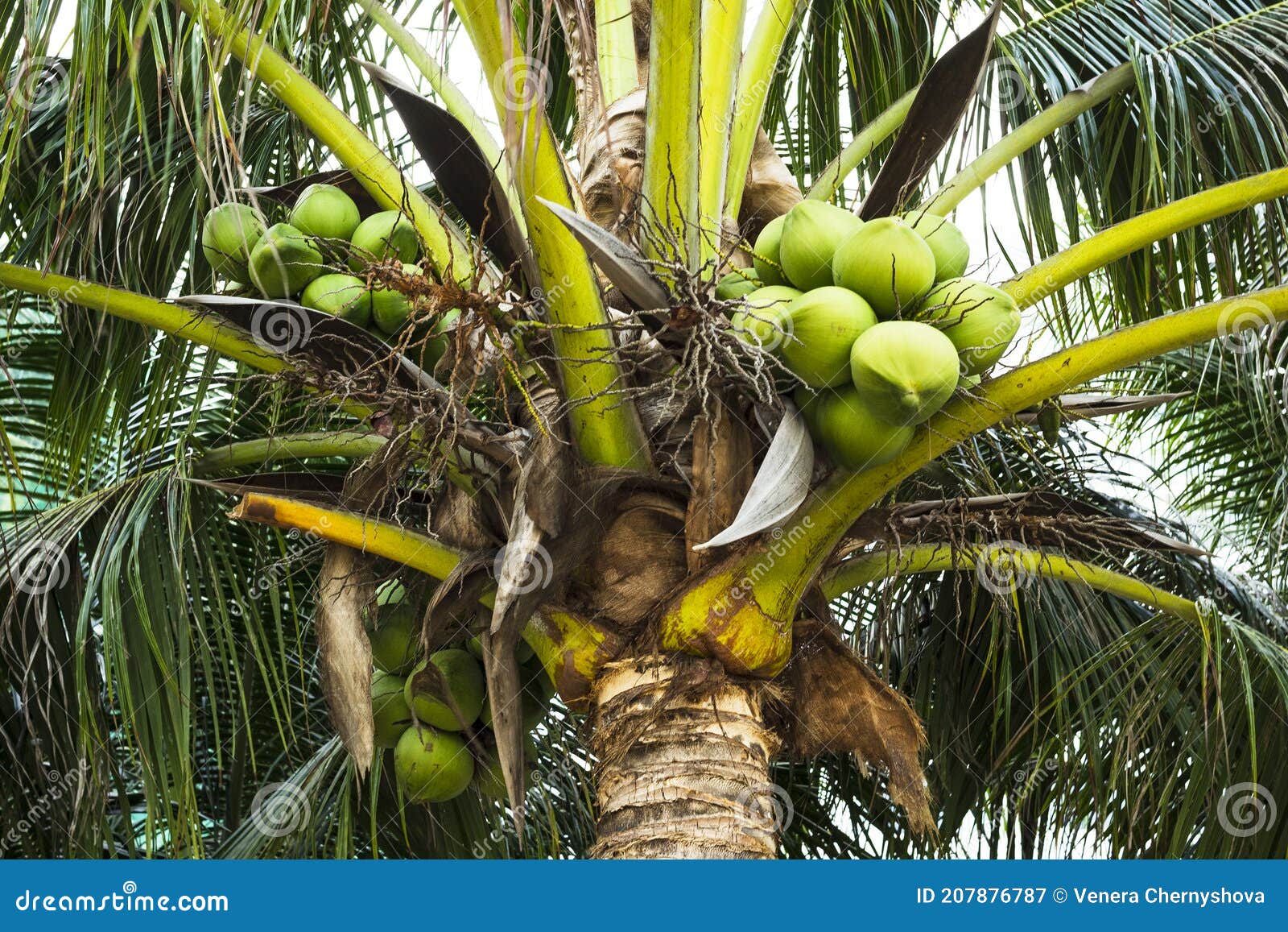 Large Green Coconuts on a Palm Tree in the Tropics. Harvest Coconuts ...