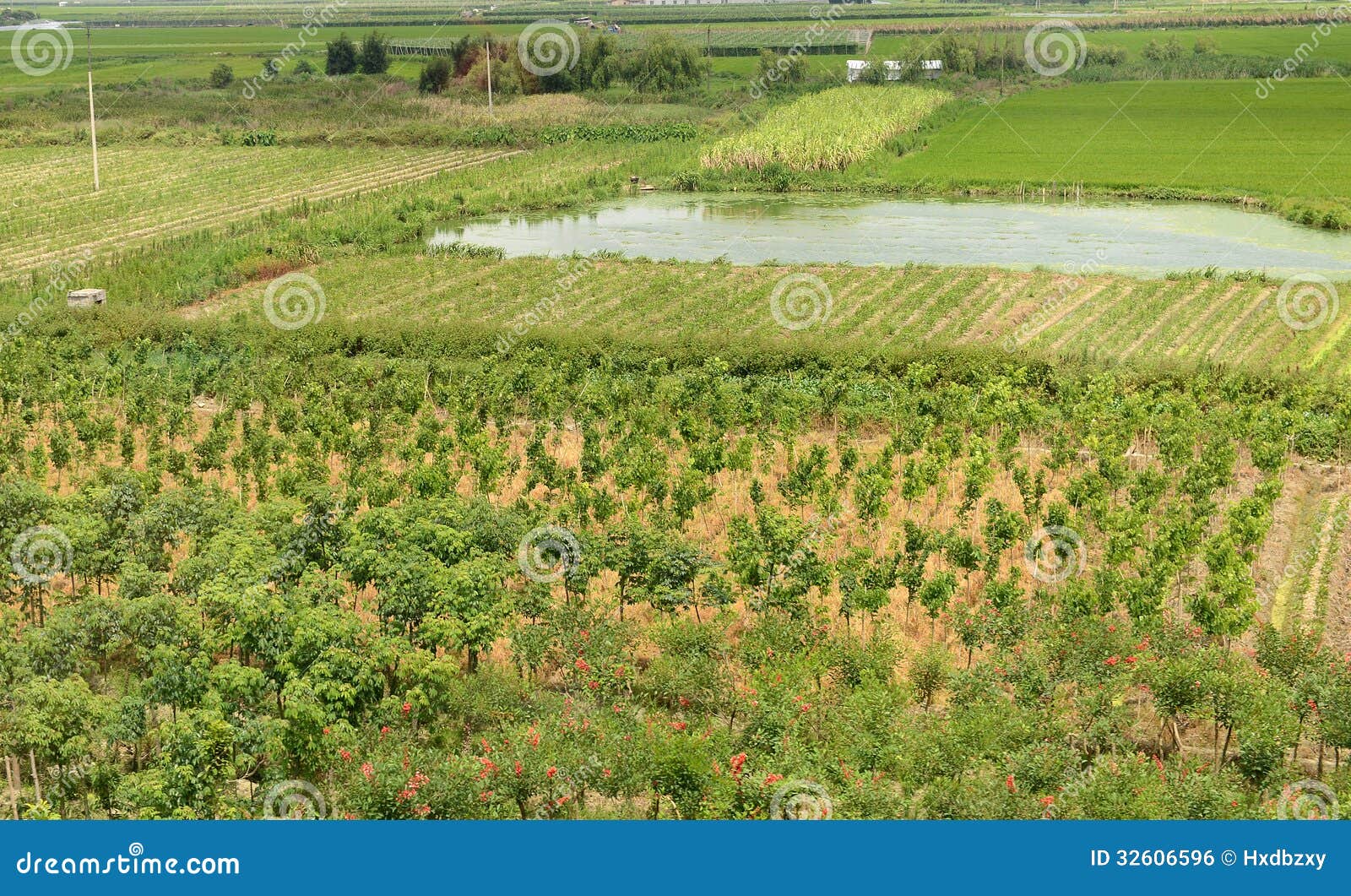 Large green farm land stock photo. Image of cultivated - 32606596