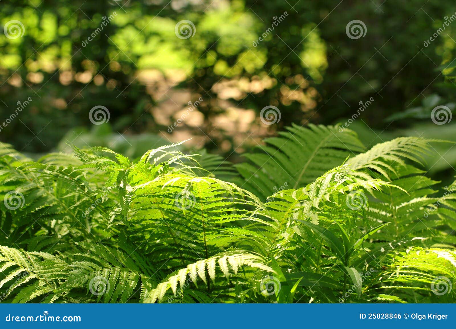 Large Green Fern in the Forest Stock Photo - Image of moss, national ...