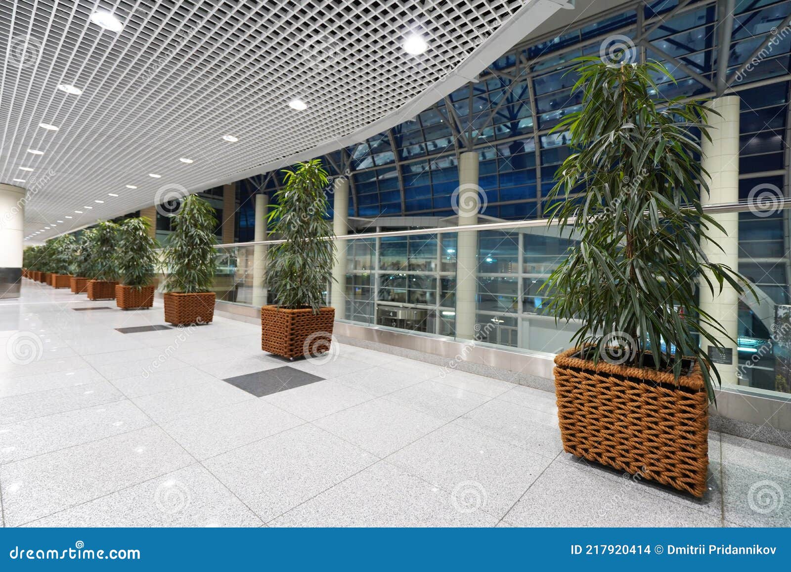 Large Green Ficus Plants in a Office Interior Stock Photo - Image of ...