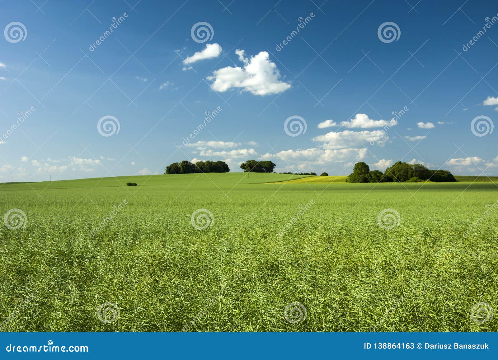 Large Green Field and Copses Stock Image - Image of plants, seed: 138864163
