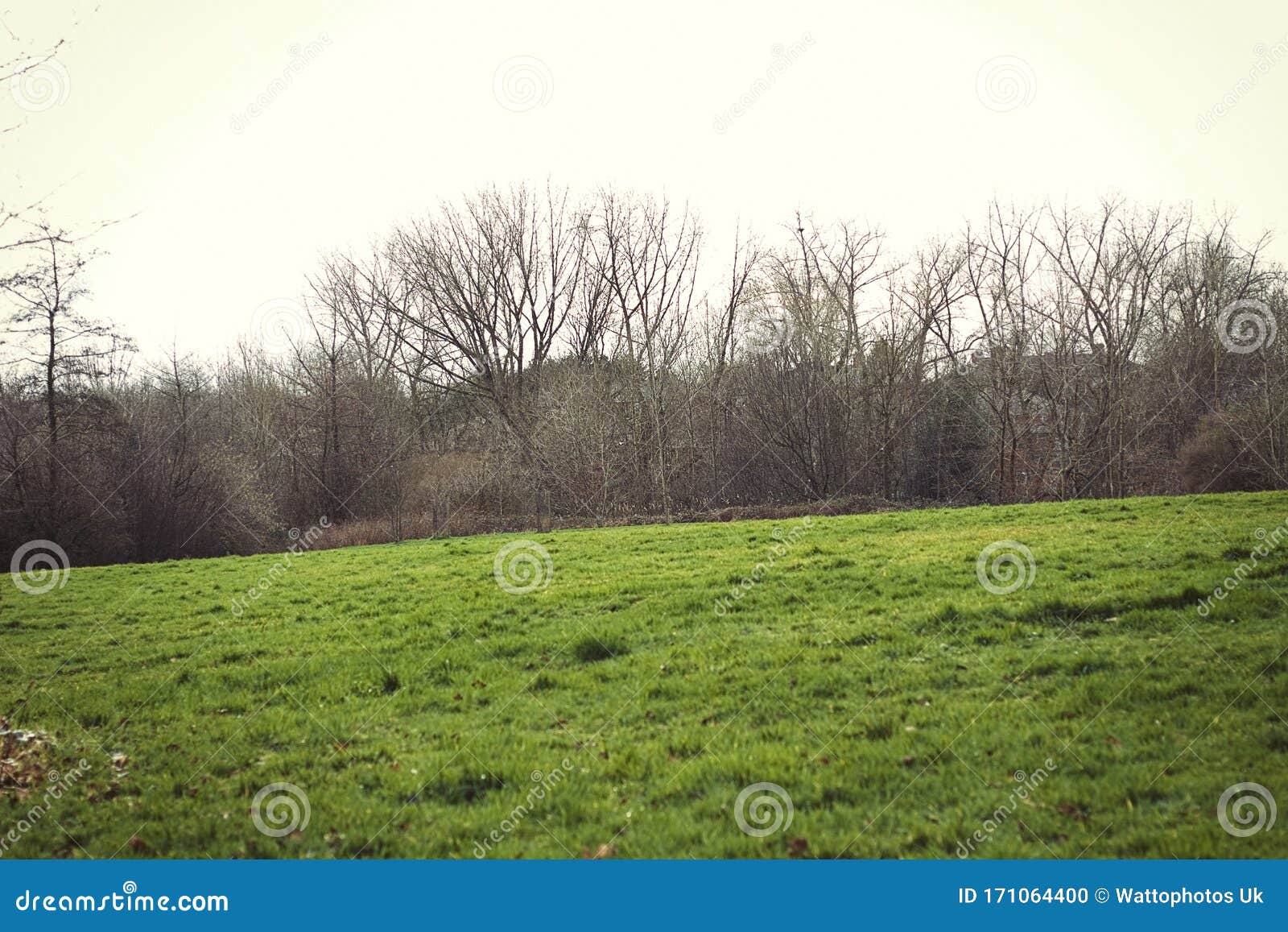 Nature Wallpaper Large Green Field in a Forest Stock Photo - Image of ...