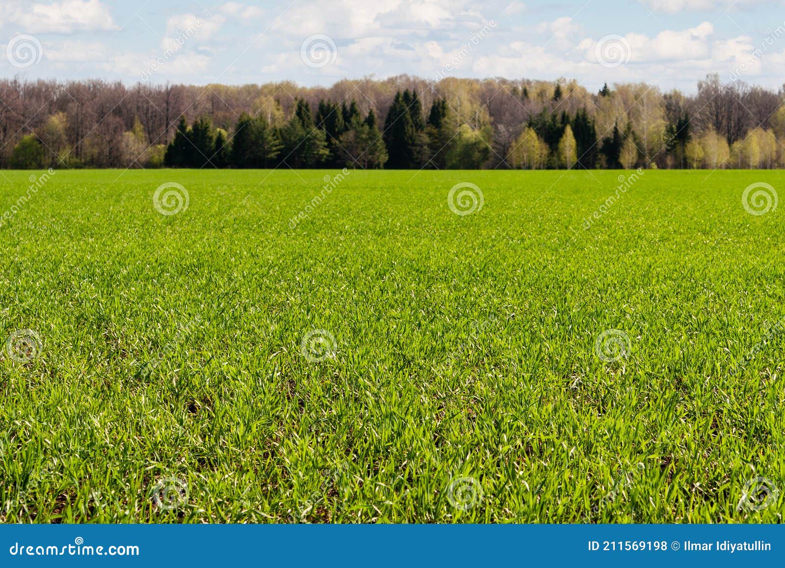 A Large Green Field of Winter Rye Against the Background of a Spring ...