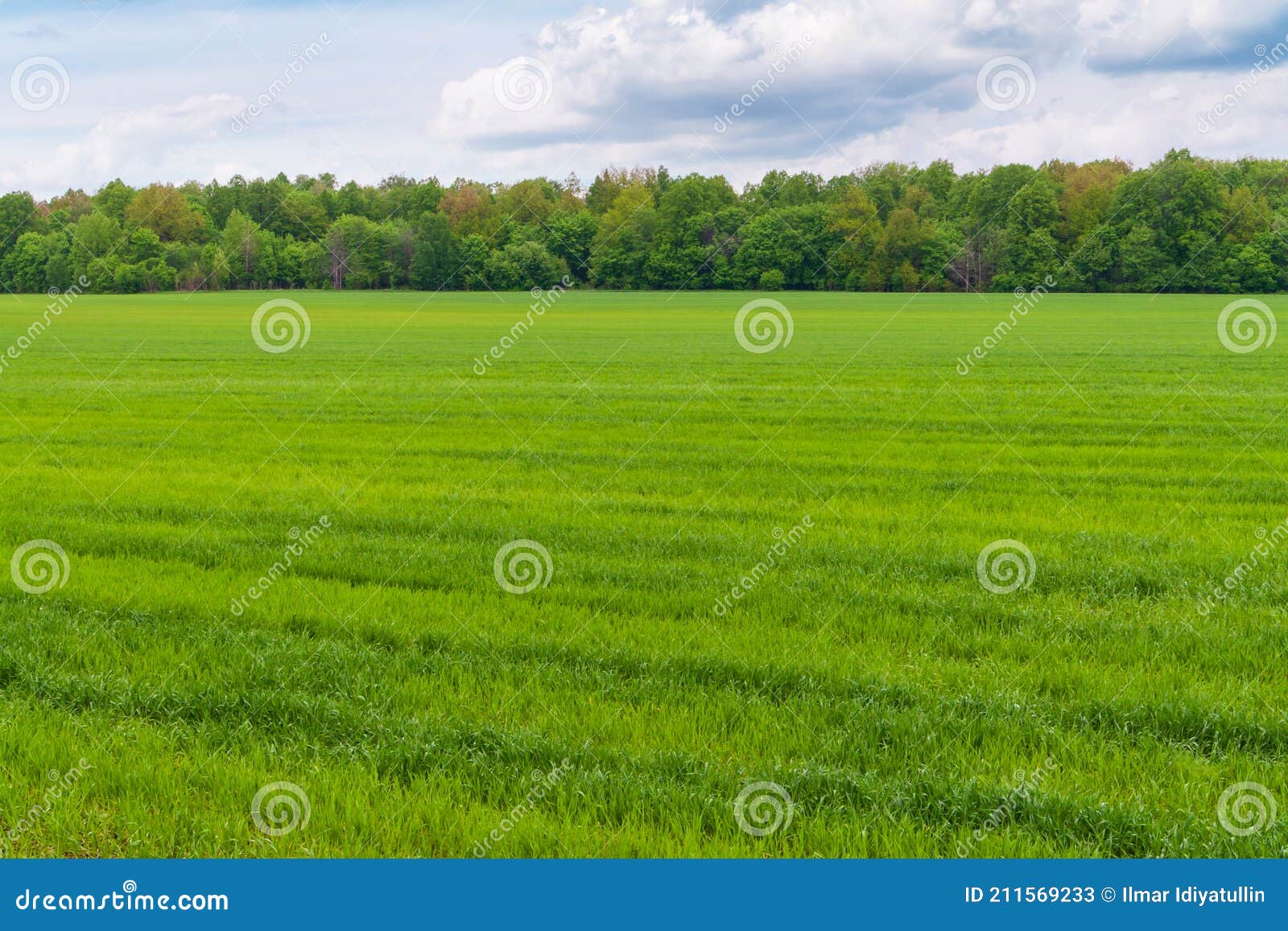 A Large Green Field of Winter Rye Against the Background of a Spring ...