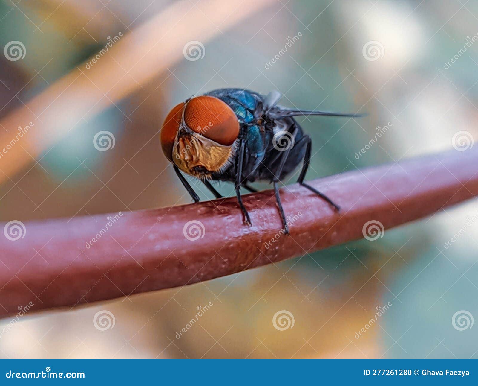 A Large Green Fly that Perches on a Leaf Stem Stock Photo - Image of ...