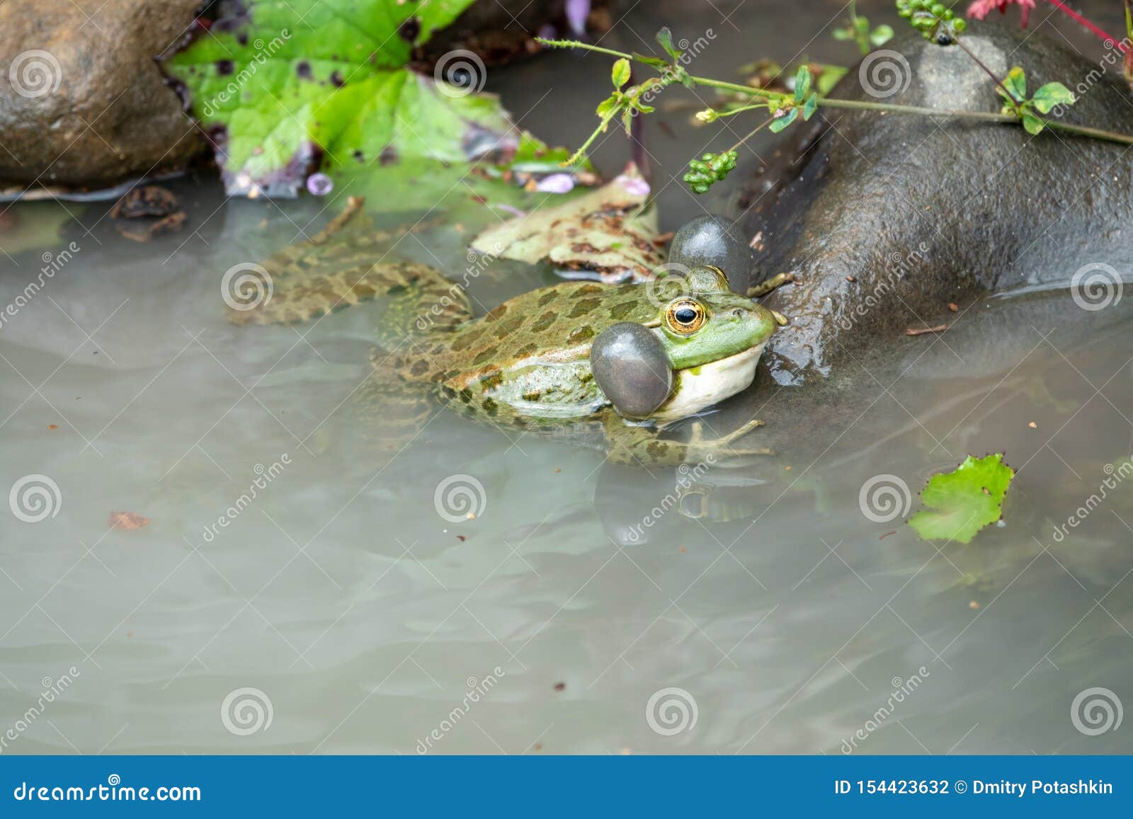 A Large Green Frog Sits in Water Stock Photo - Image of amphibian ...