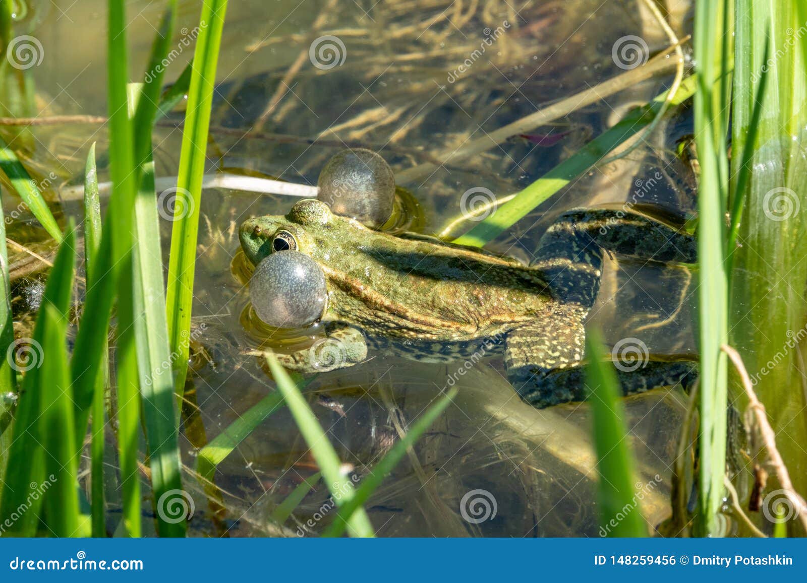 A Large Green Frog Sits in the Marsh Stock Photo - Image of green ...